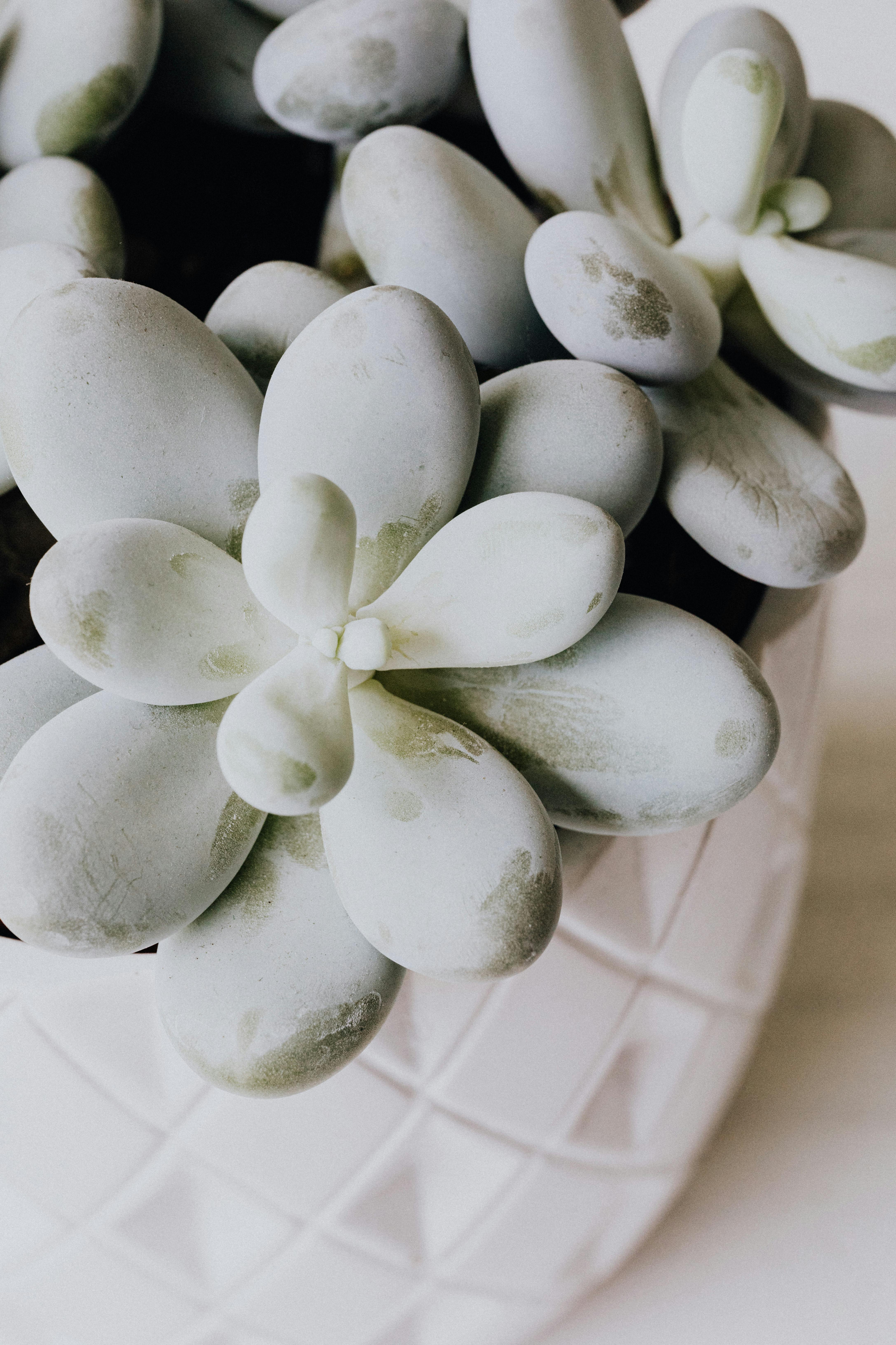 Blue Dumbbells Beside a Potted Plants · Free Stock Photo