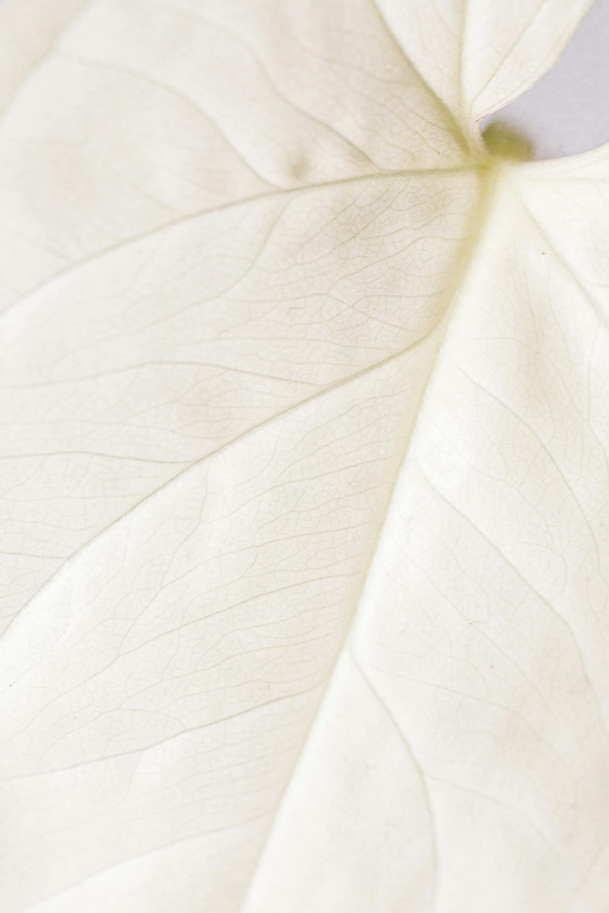 White Texture Photos, Download The BEST Free White Texture Stock Photos ...