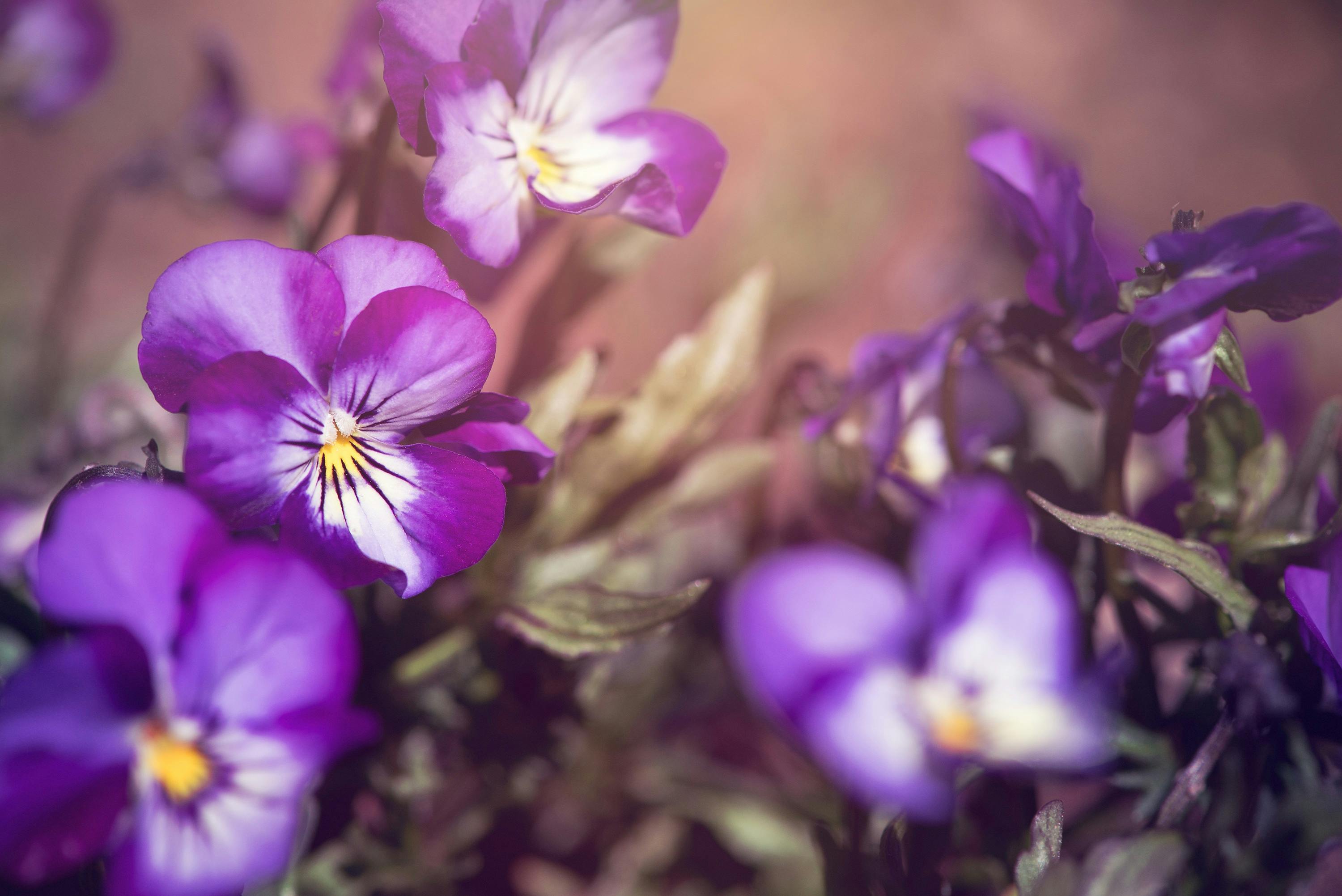 1000+ Violette Blume Fotos · Pexels · Kostenlose Stock Fotos