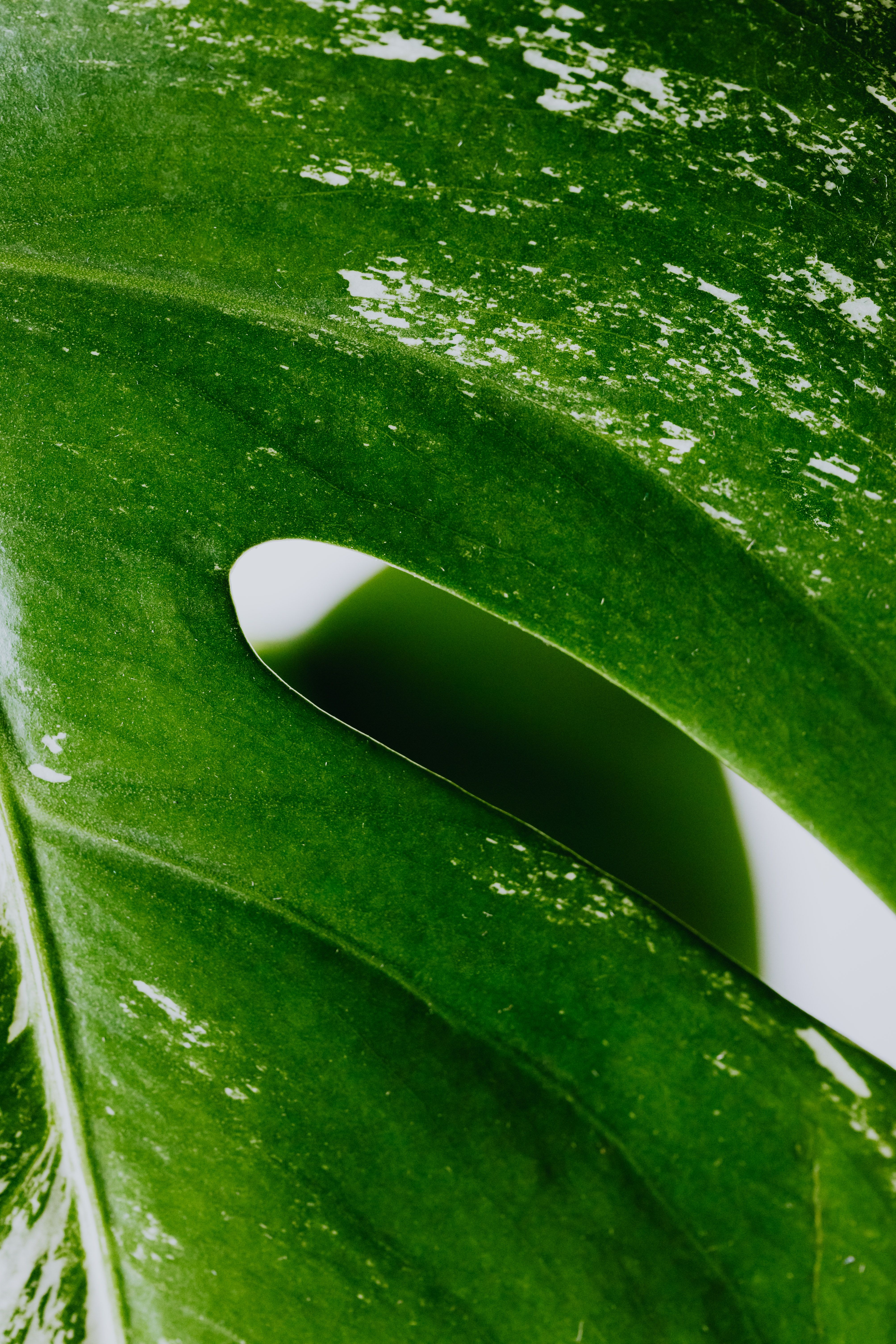 Macro Photo of a White Leaf · Free Stock Photo