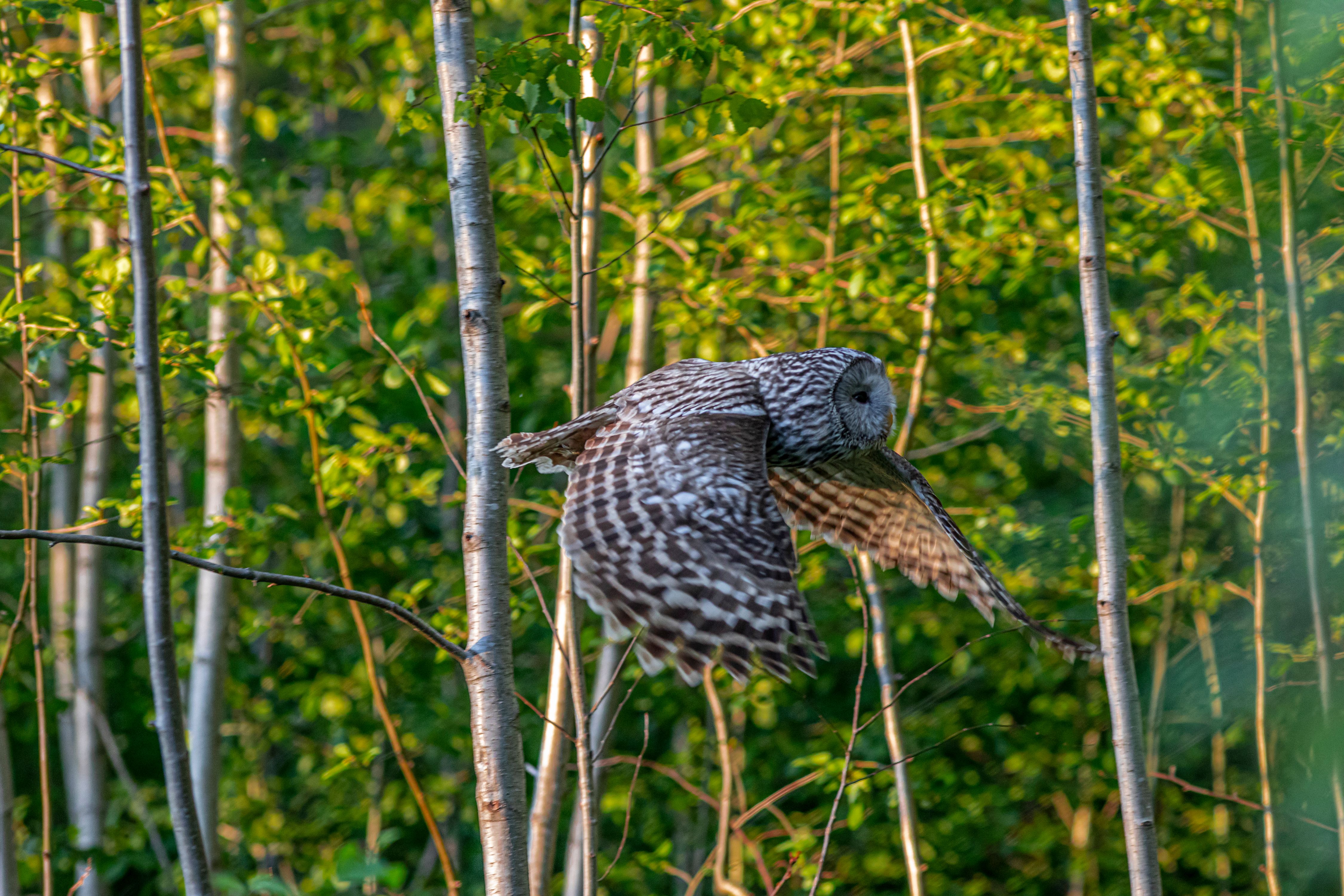Close Up Photo of Flying Owl · Free Stock Photo