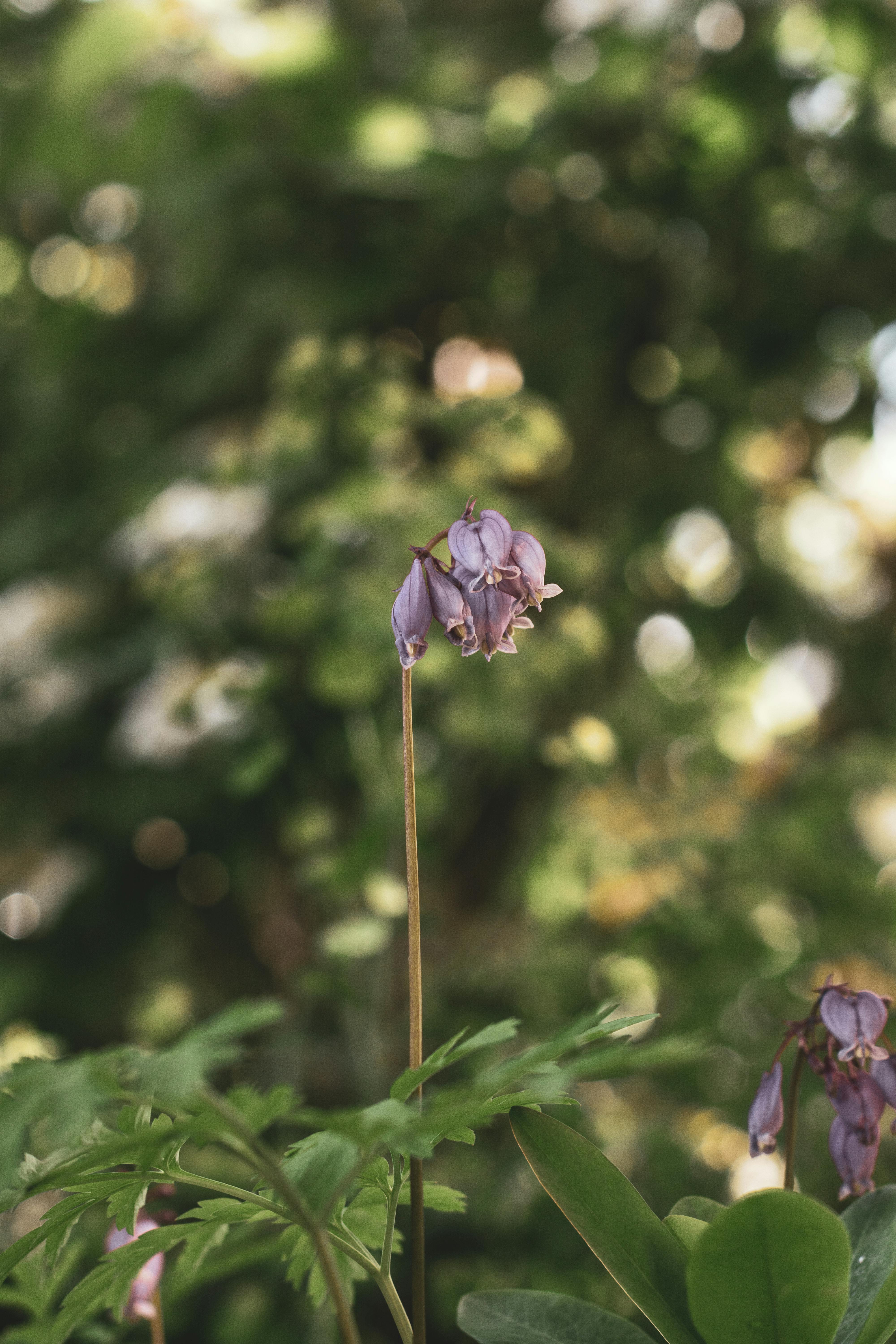 Faded flowers on sprigs in autumn garden · Free Stock Photo