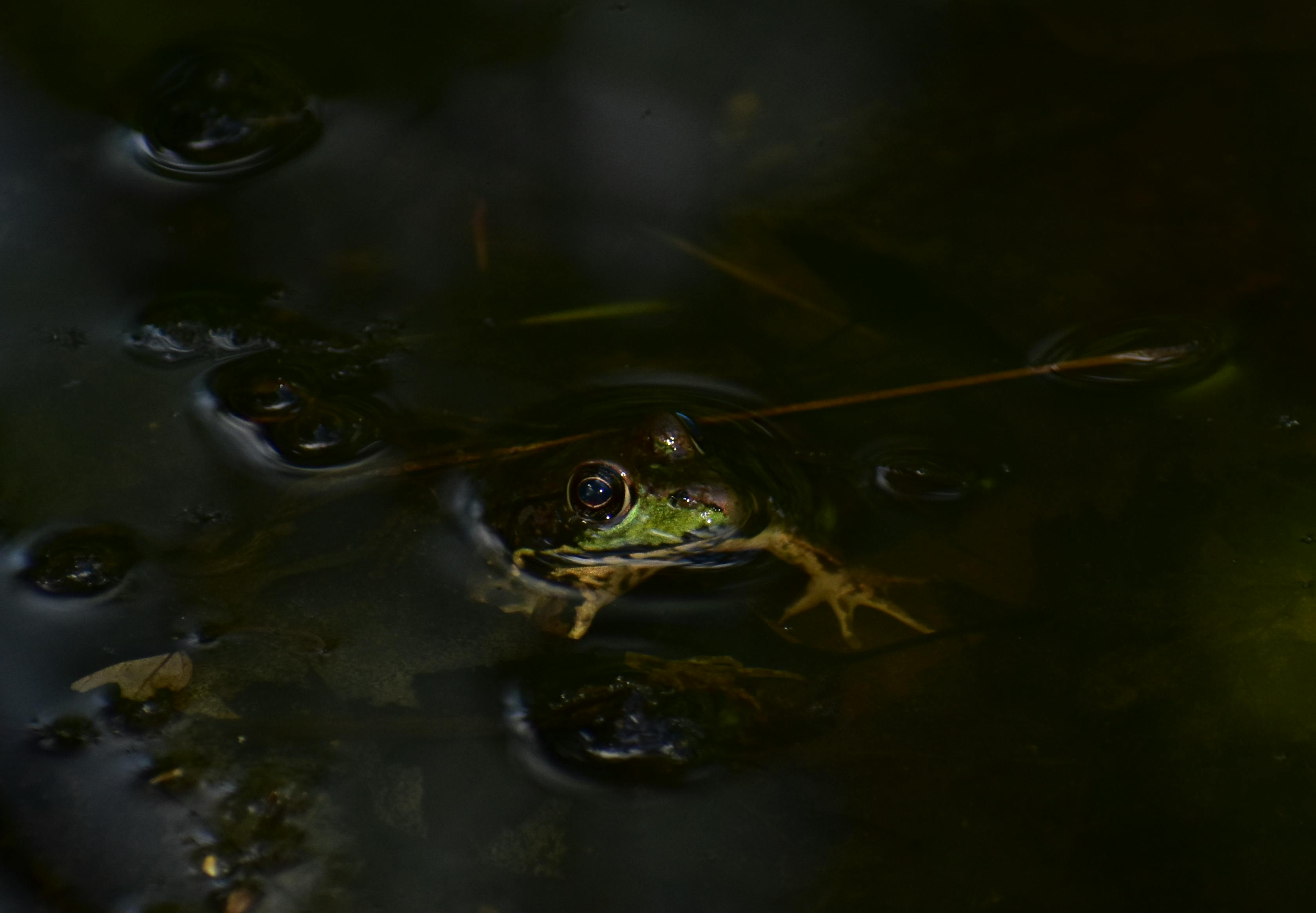 Attentive toad on stone near green plants · Free Stock Photo