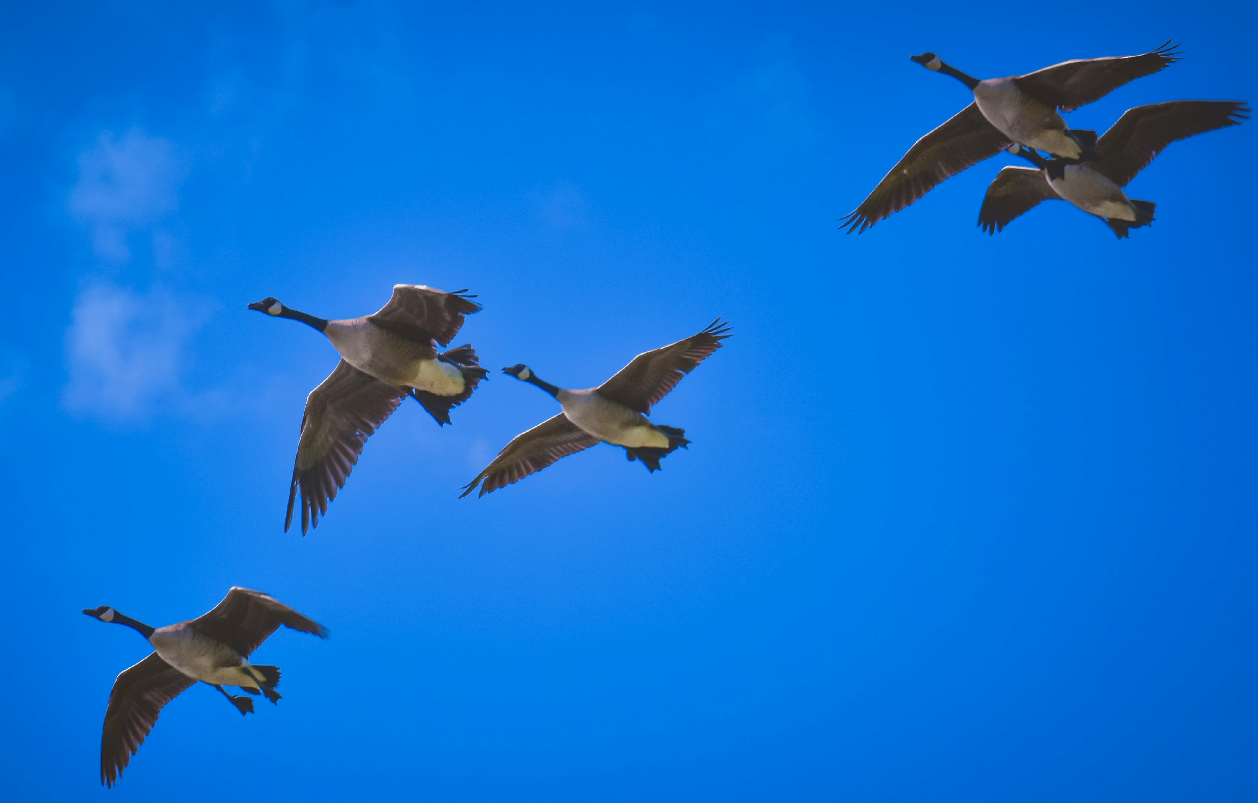 Flock of birds flying in white sky · Free Stock Photo