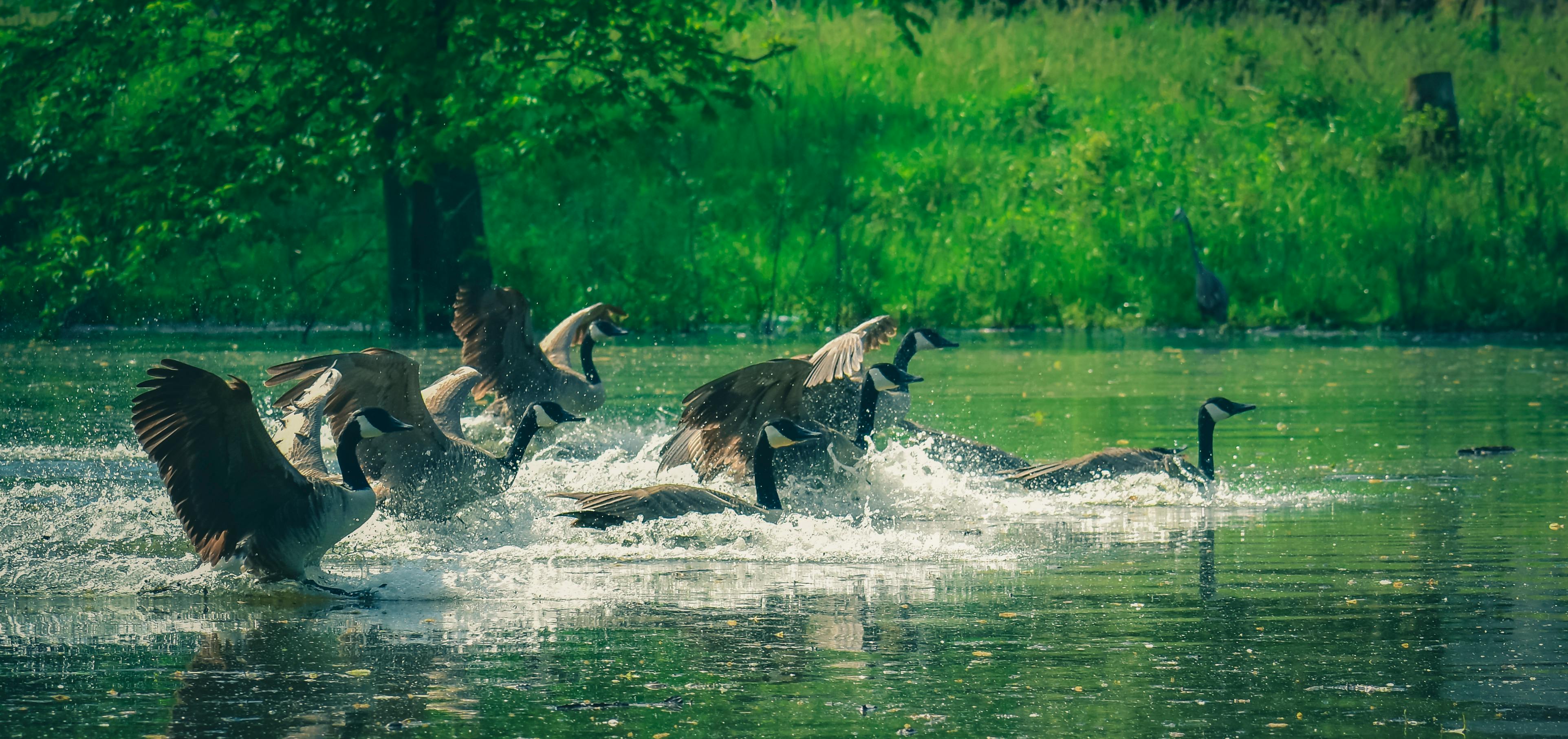 Graceful predatory birds flying over splashing water · Free Stock Photo
