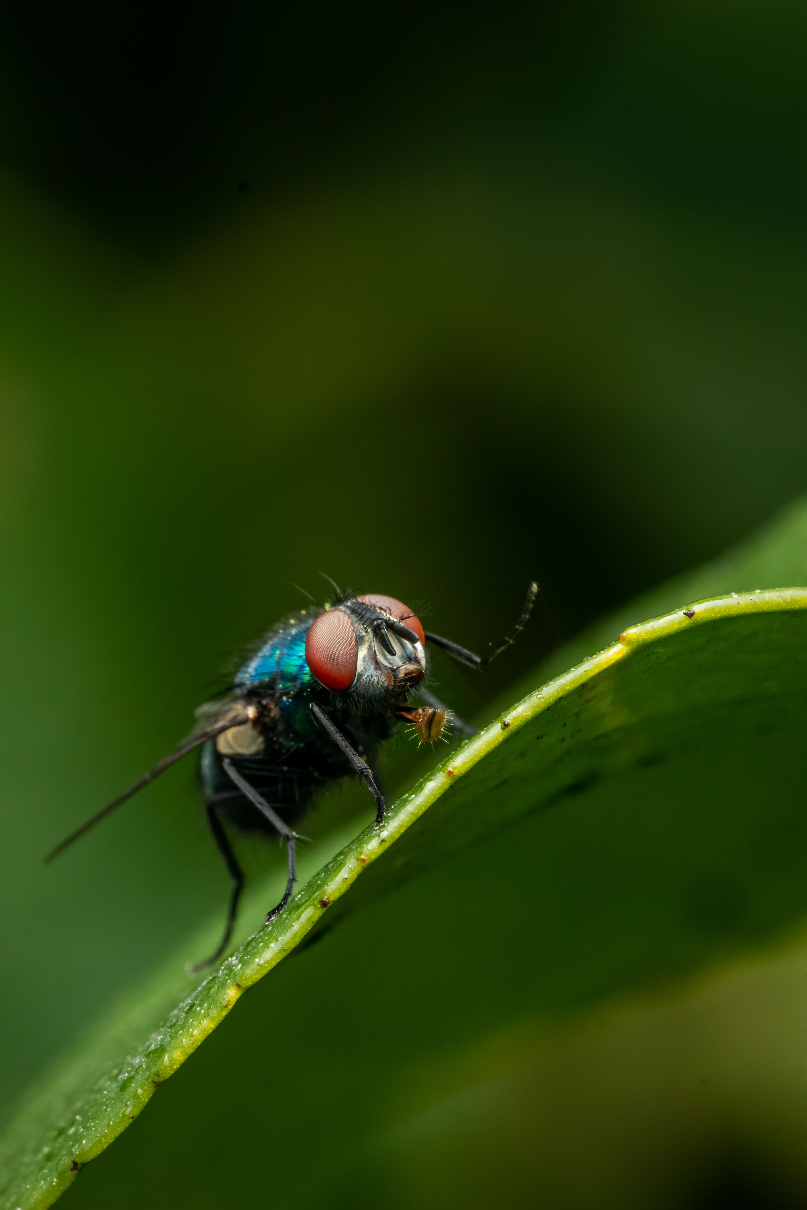 Insect on Petal · Free Stock Photo
