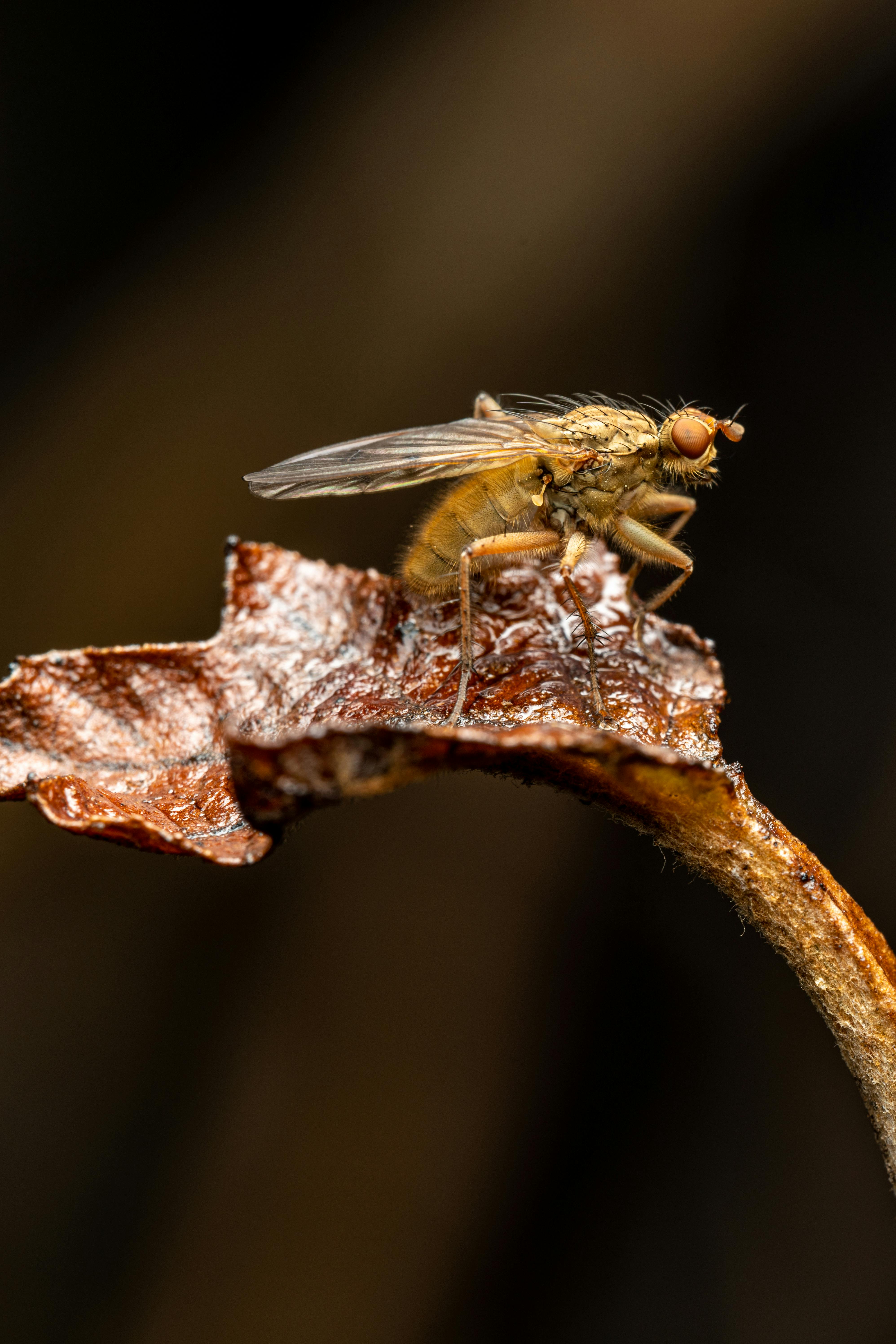 Green Insect · Free Stock Photo
