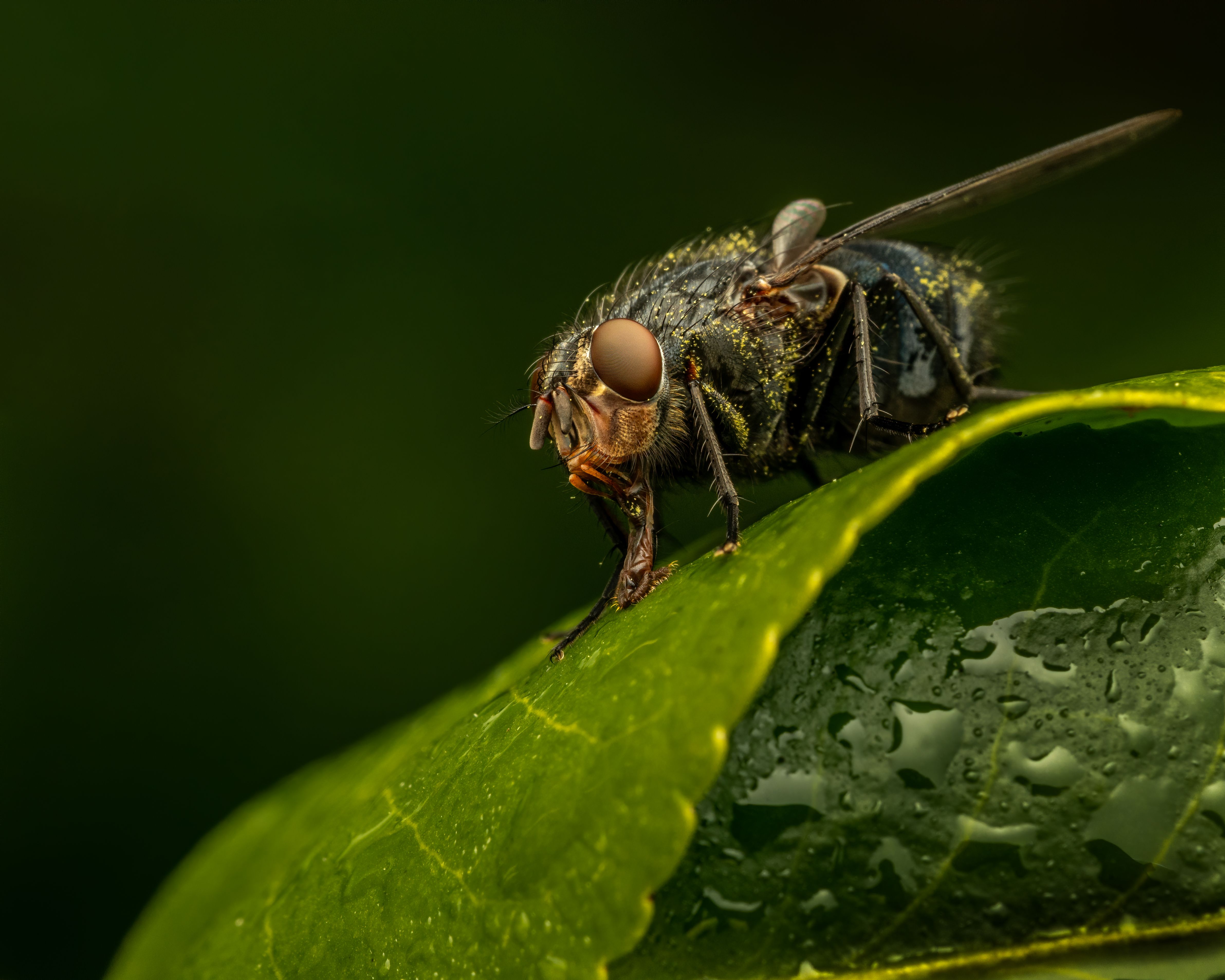 Close-up of Fly · Free Stock Photo