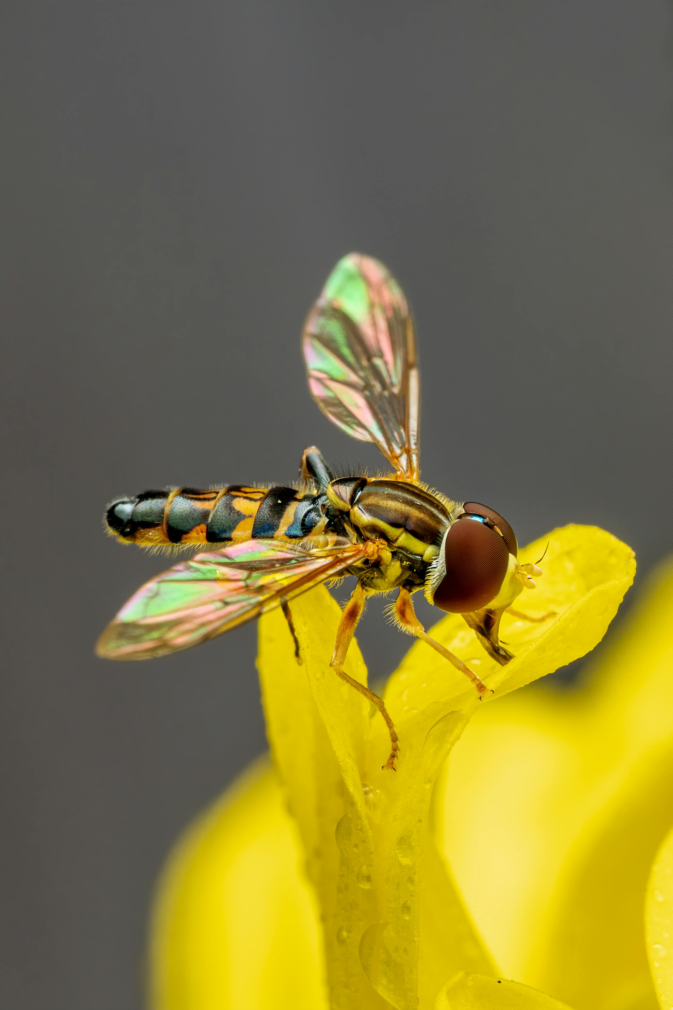 Black and Orange Winged Insect Pearch on Baby's Breath · Free Stock Photo