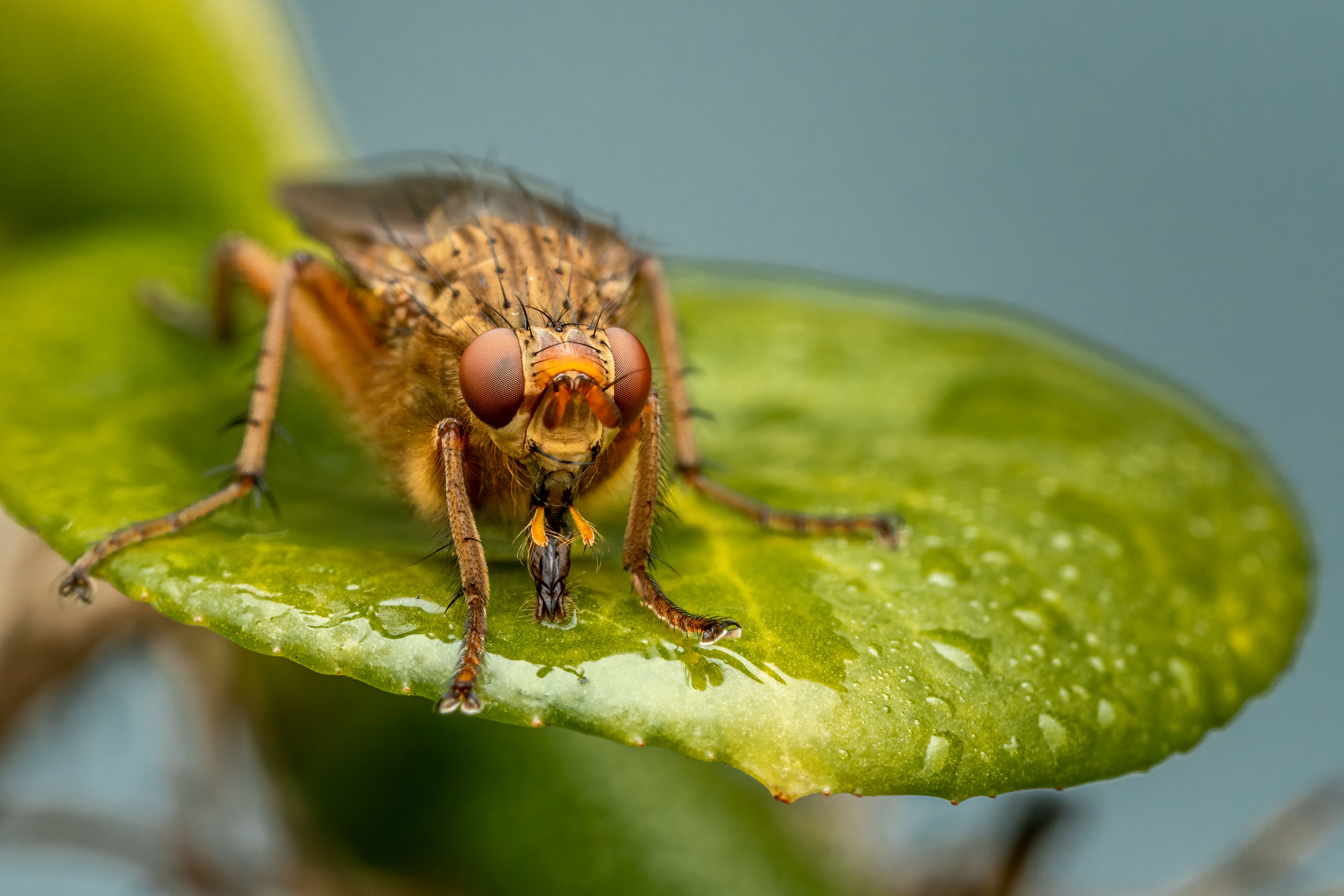 Foto de stock gratuita sobre comiendo, entomología, fauna, insecto ...