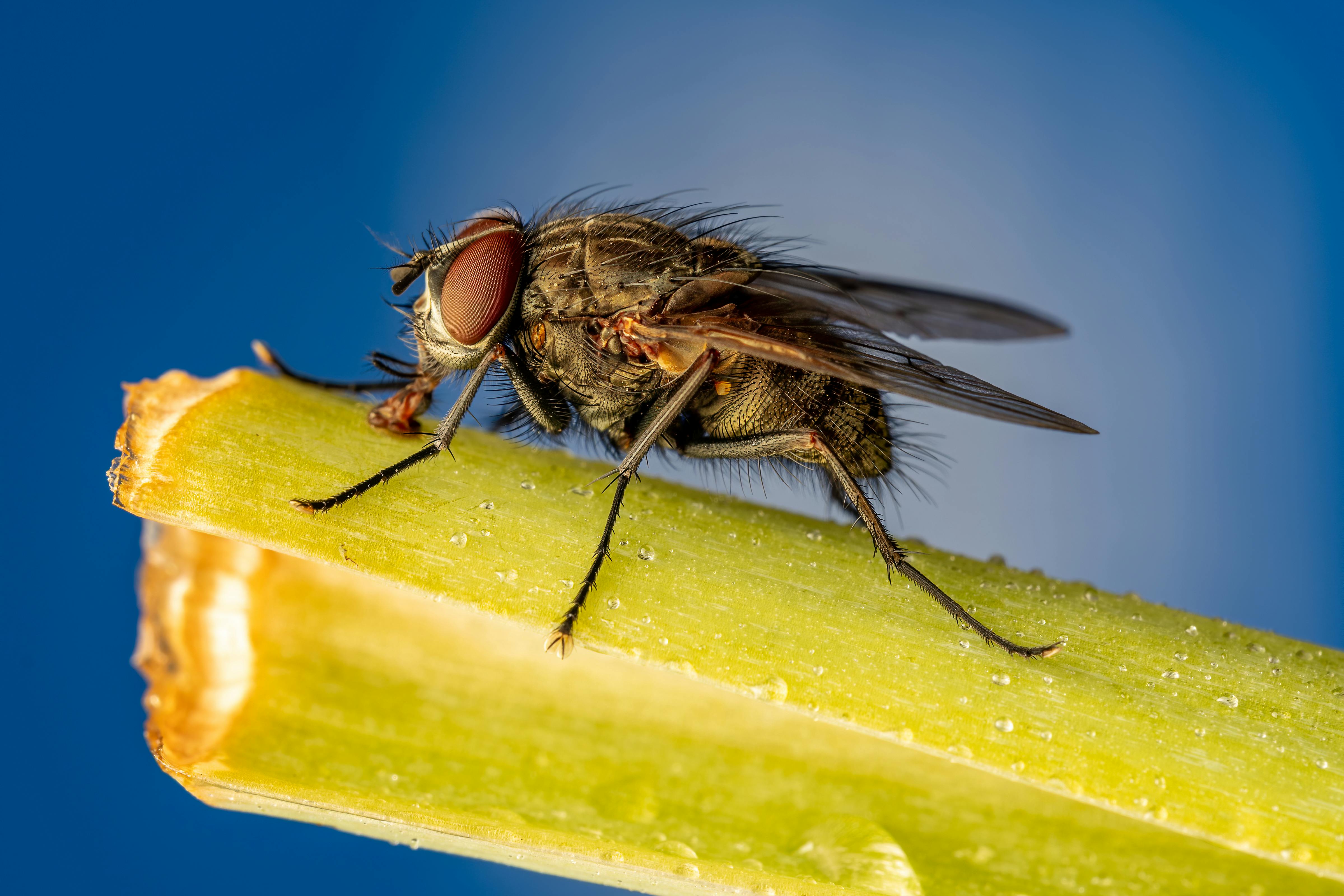 Insect drinking water on bright plant stalk · Free Stock Photo