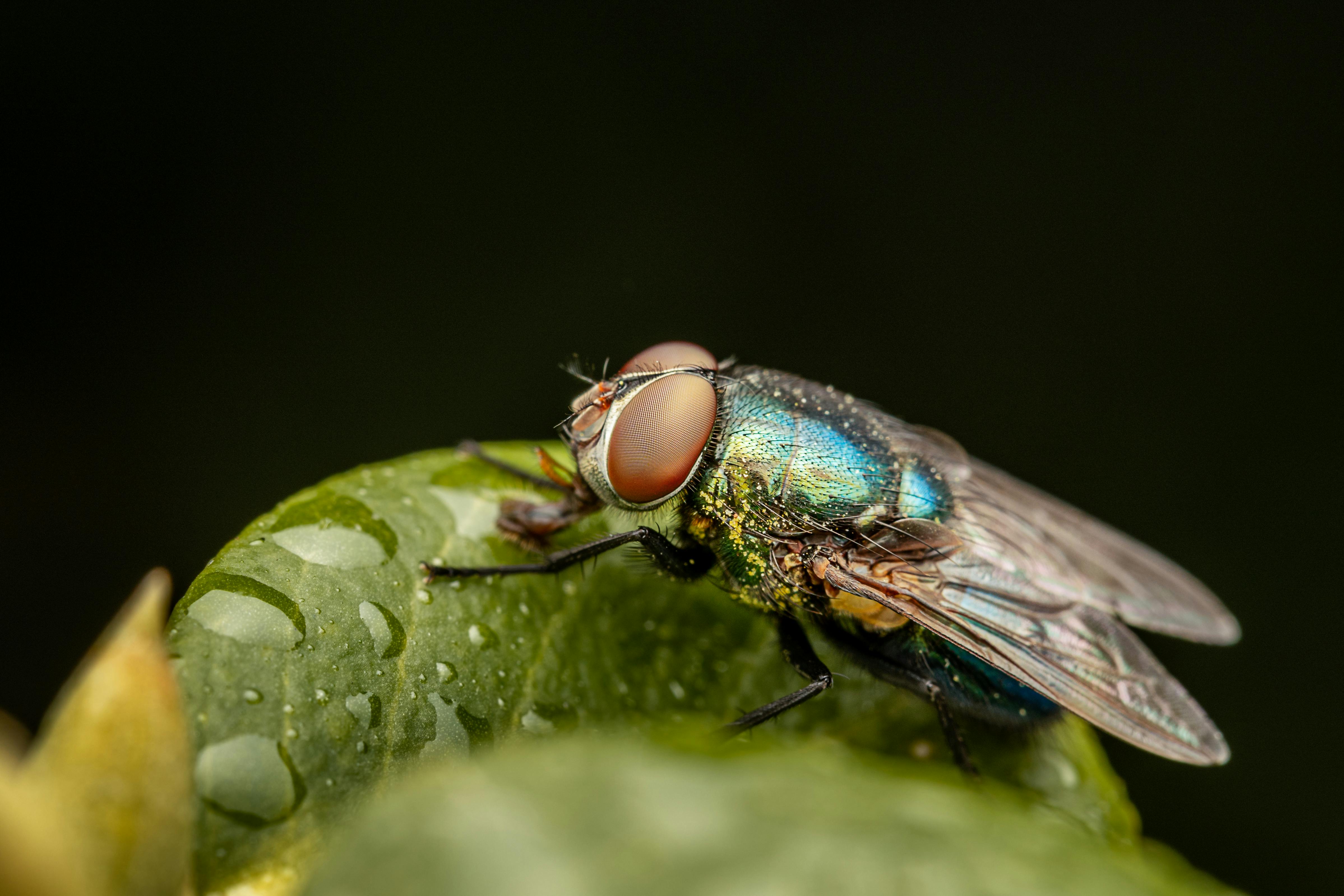 Bright fly drinking dew on green leaf · Free Stock Photo