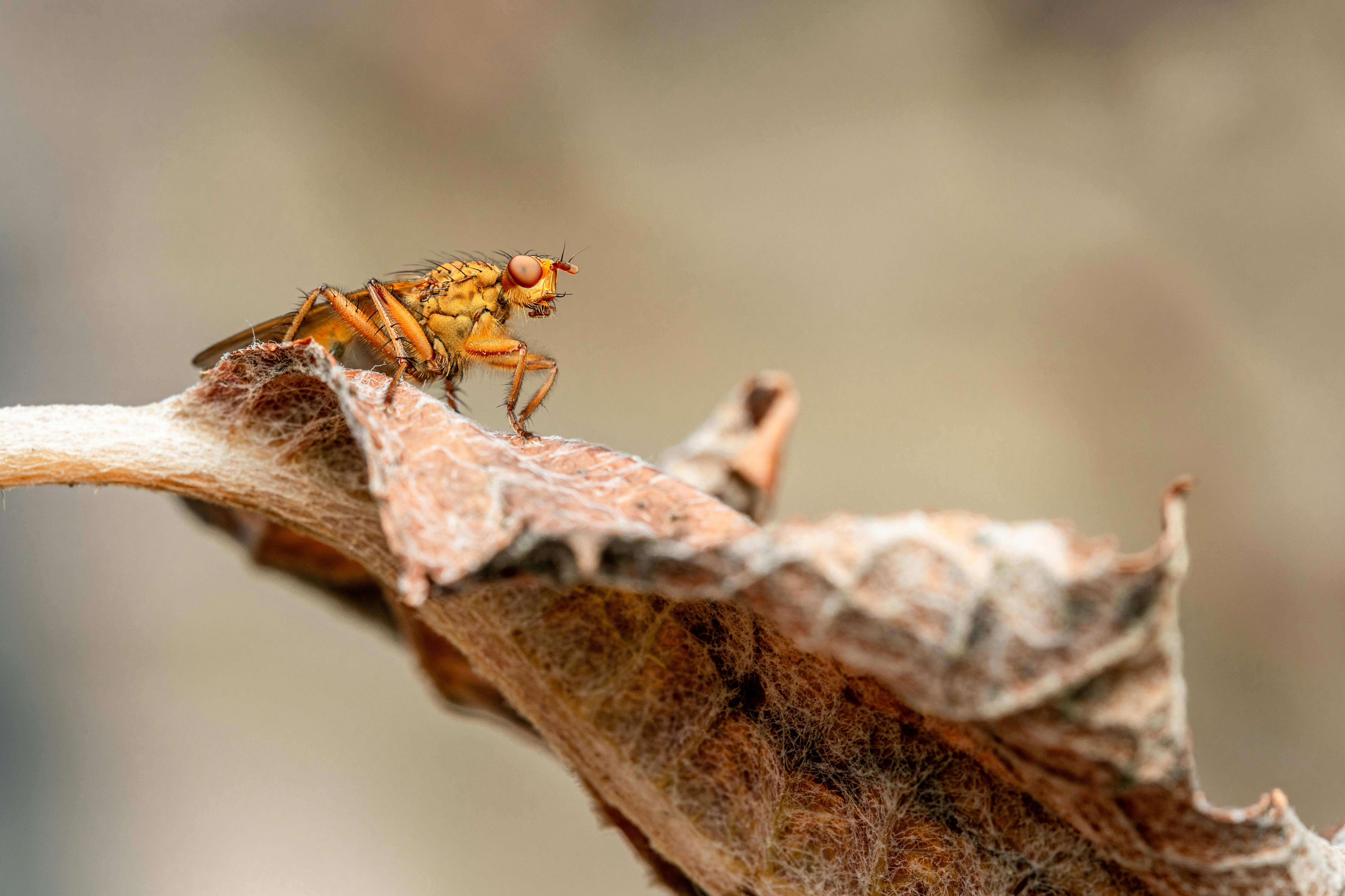 Predatory insect resting on faded leaf in summer · Free Stock Photo