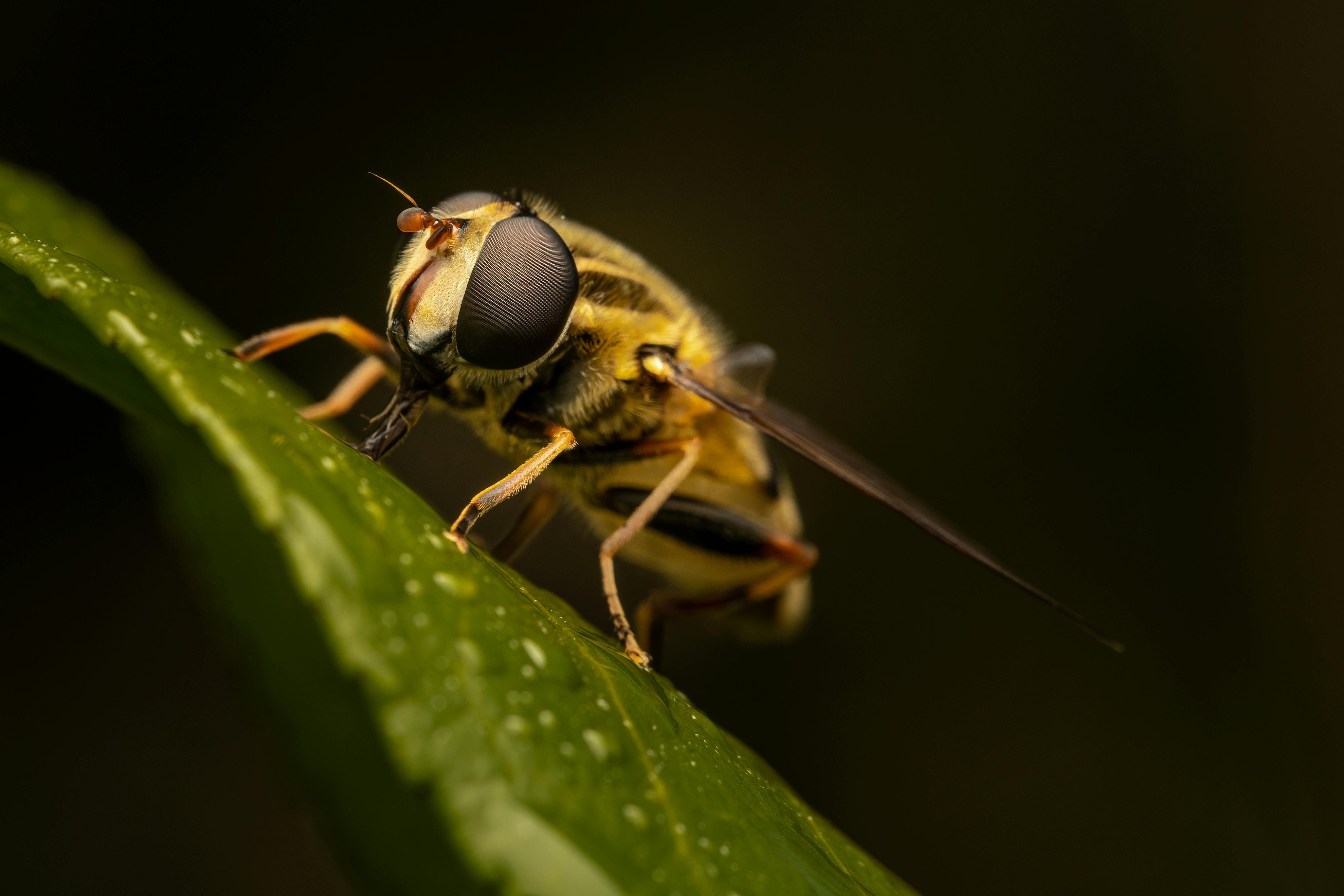 Fly drinking water on plant leaf in garden · Free Stock Photo
