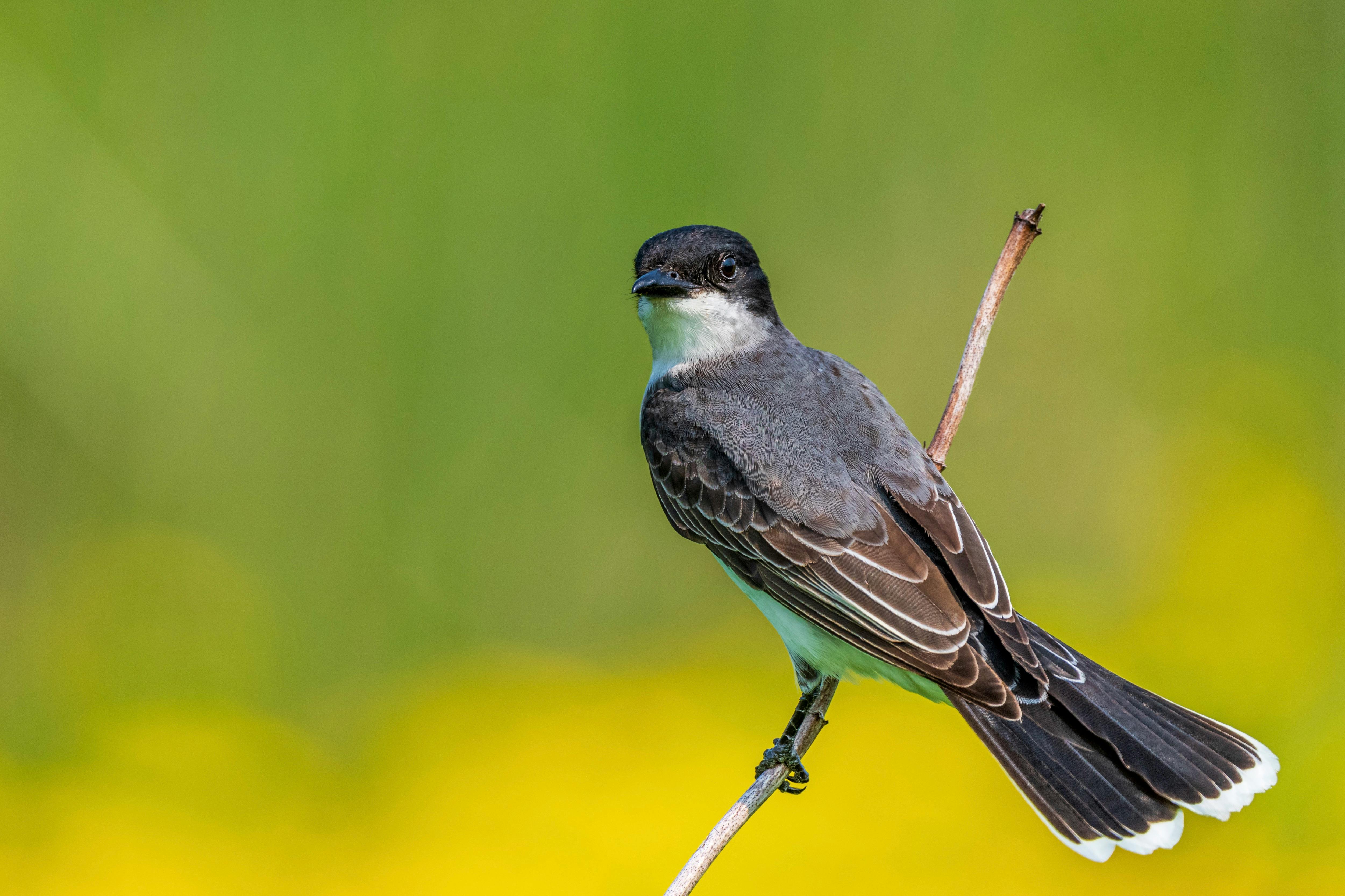 Floral Background With A Bird Photos, Download The BEST Free Floral ...