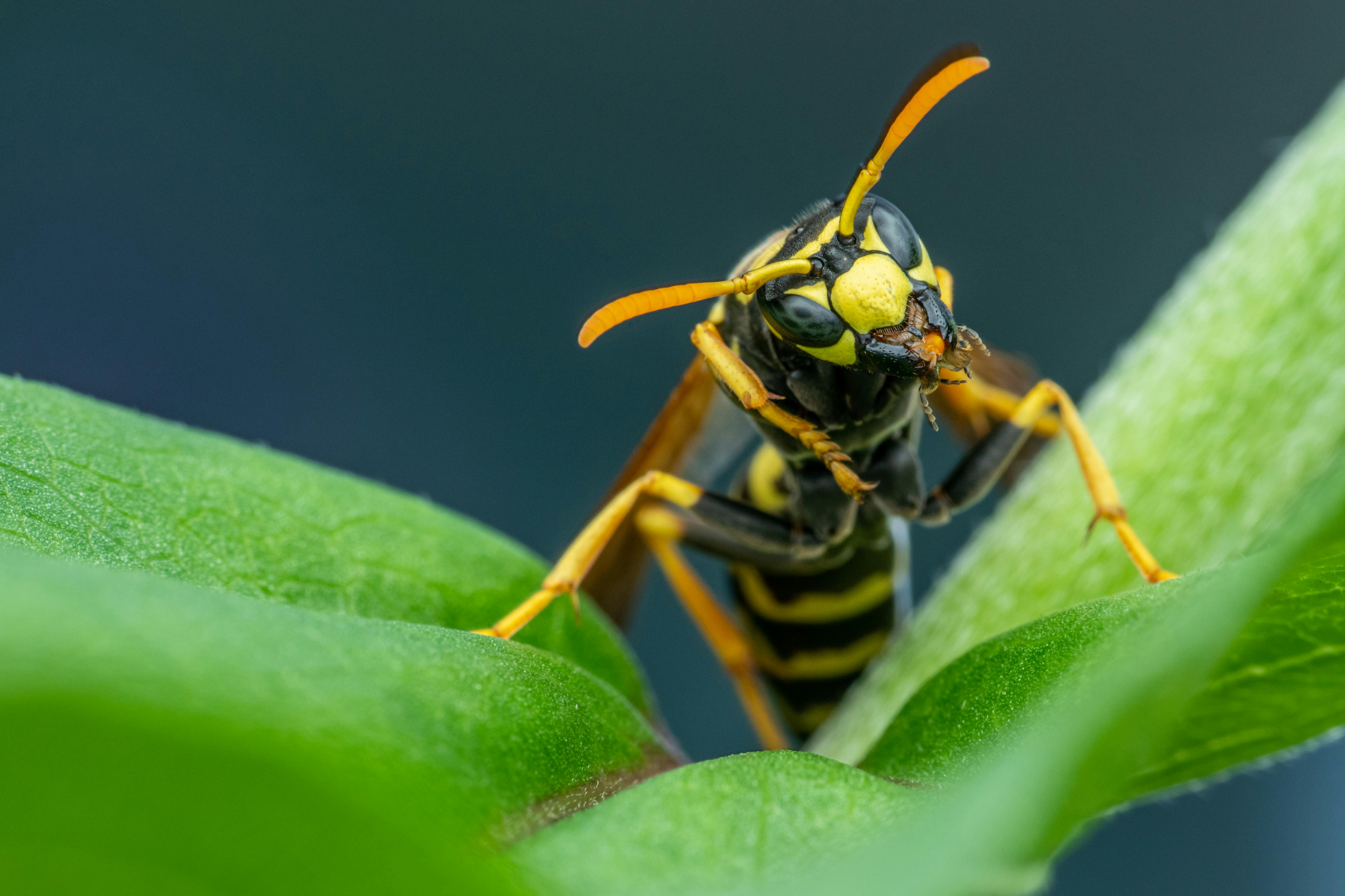 Attentive hornet sitting on green leaves · Free Stock Photo