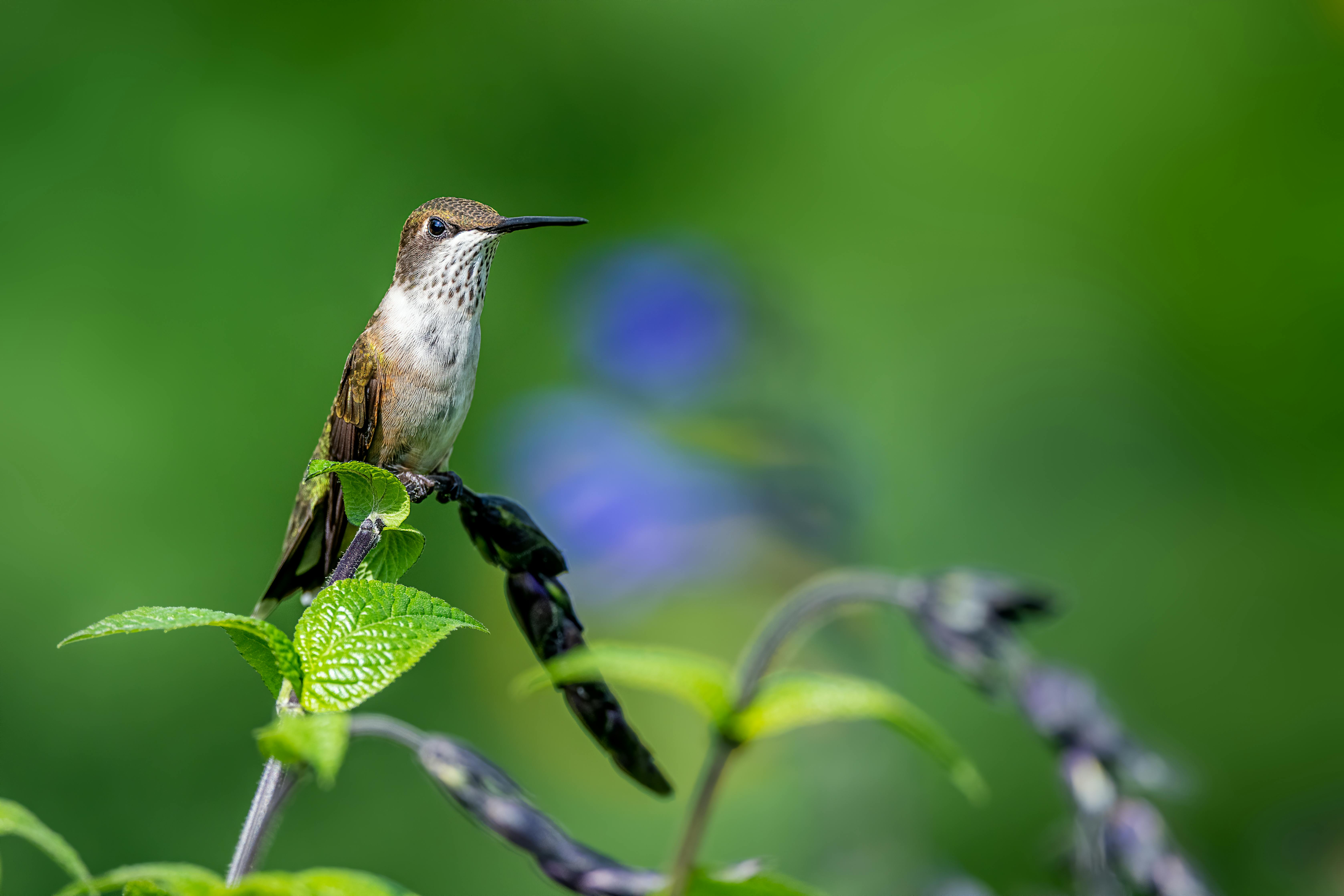 Tiny gray hummingbird flying in nature · Free Stock Photo