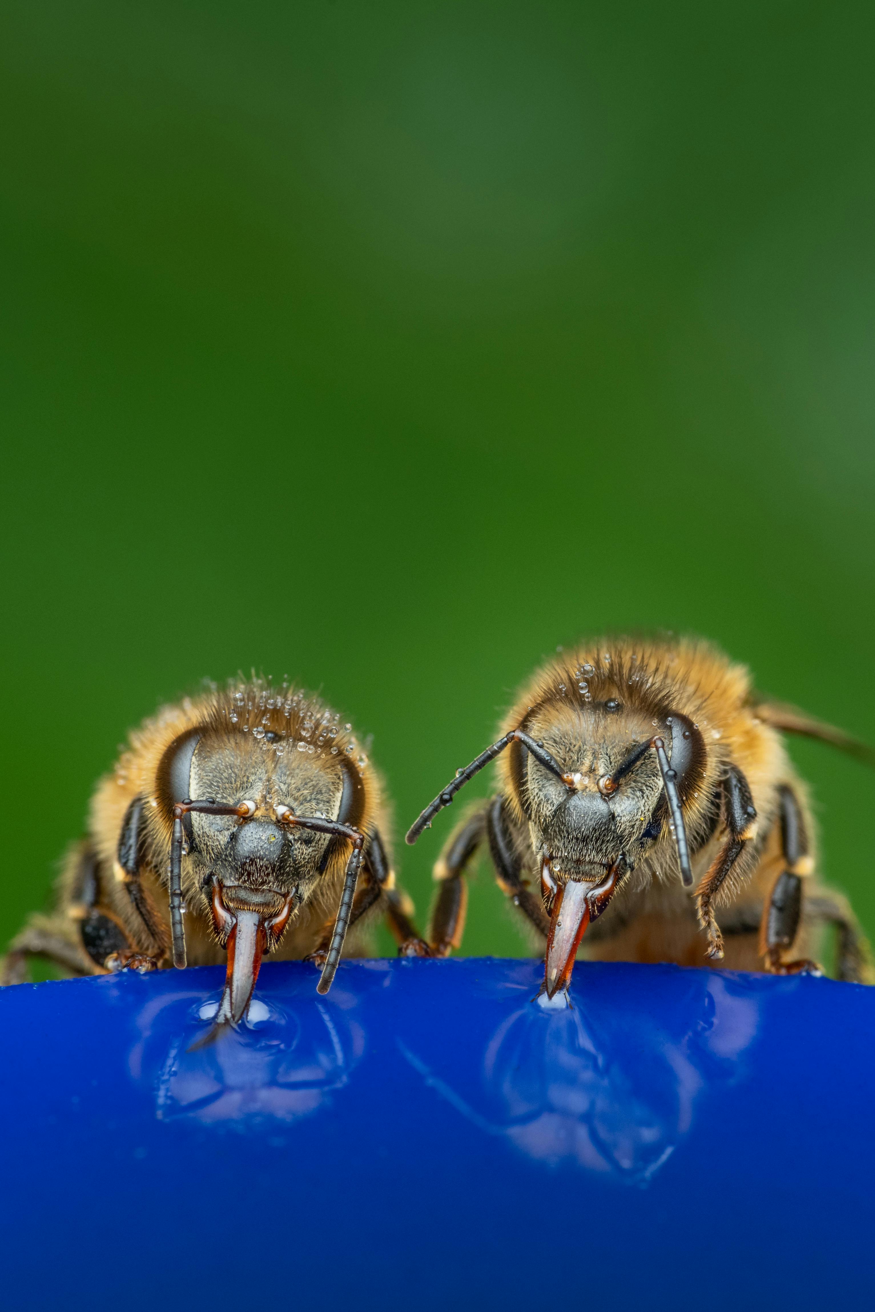 Thirsty bees sipping water from blue flower petal · Free Stock Photo