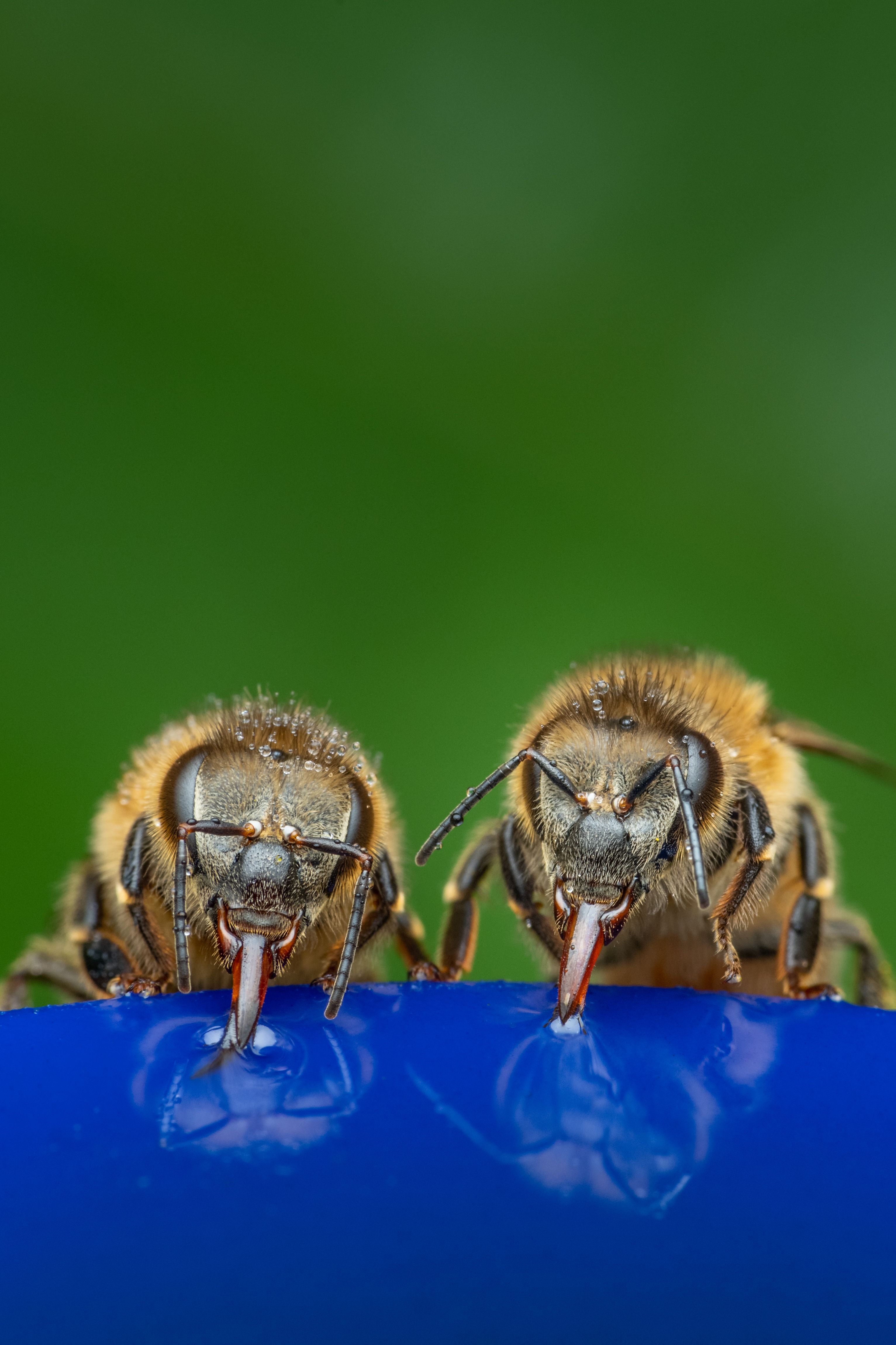 Small Bee Photos, Download The BEST Free Small Bee Stock Photos & HD Images