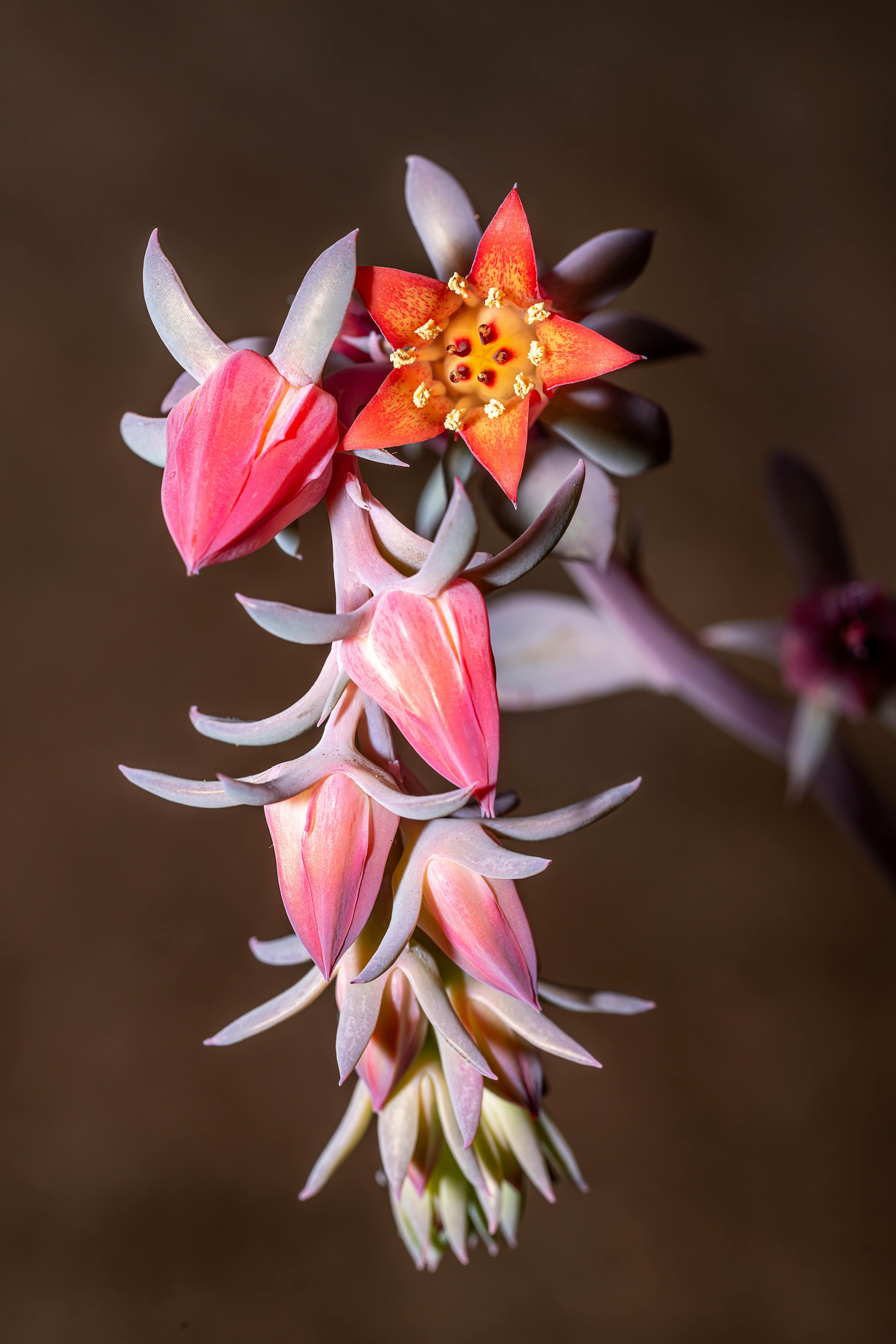 Blossoming echeveria flower in wild nature · Free Stock Photo
