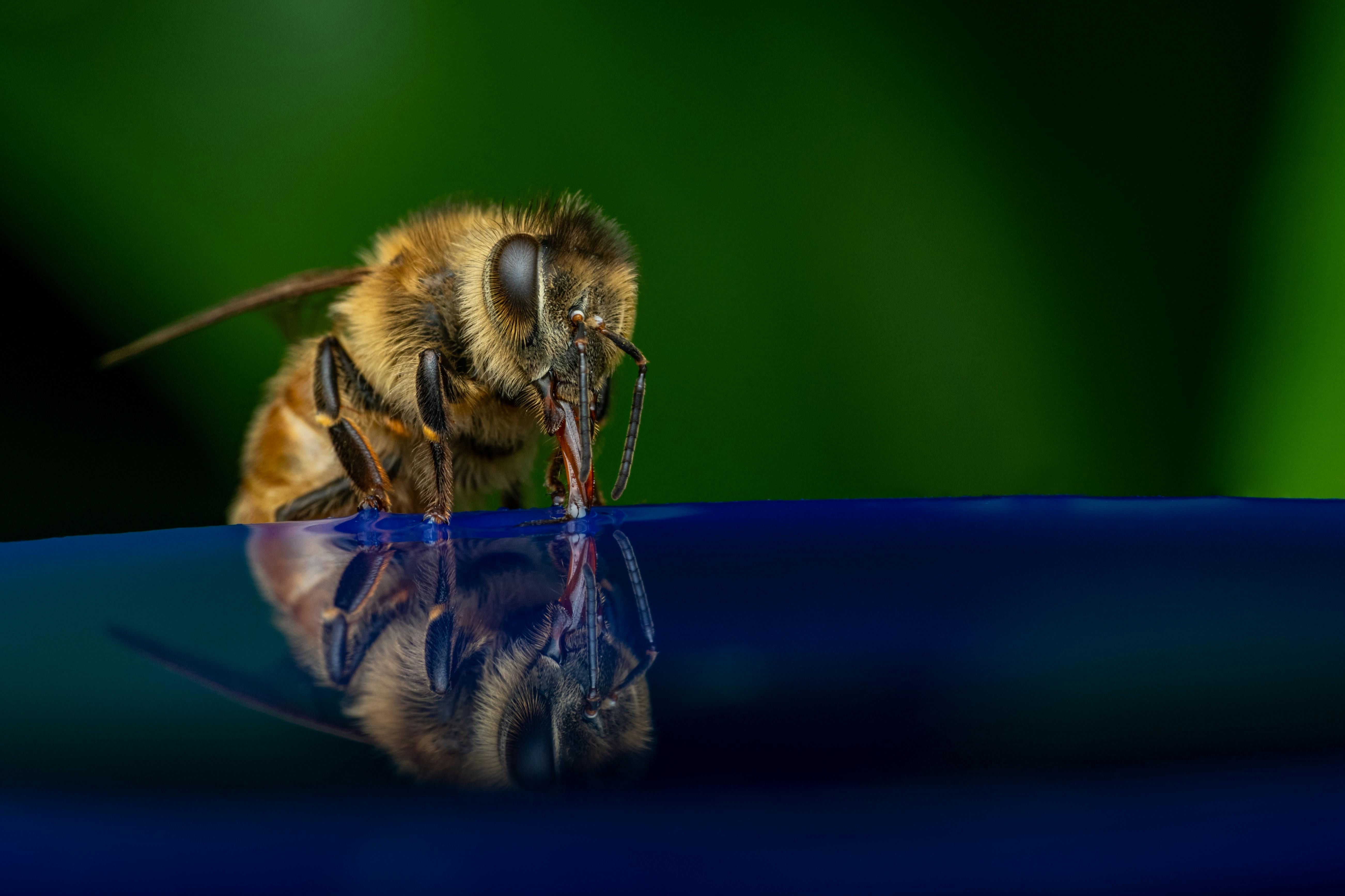 Bee drinking pure water from blue flower petal · Free Stock Photo