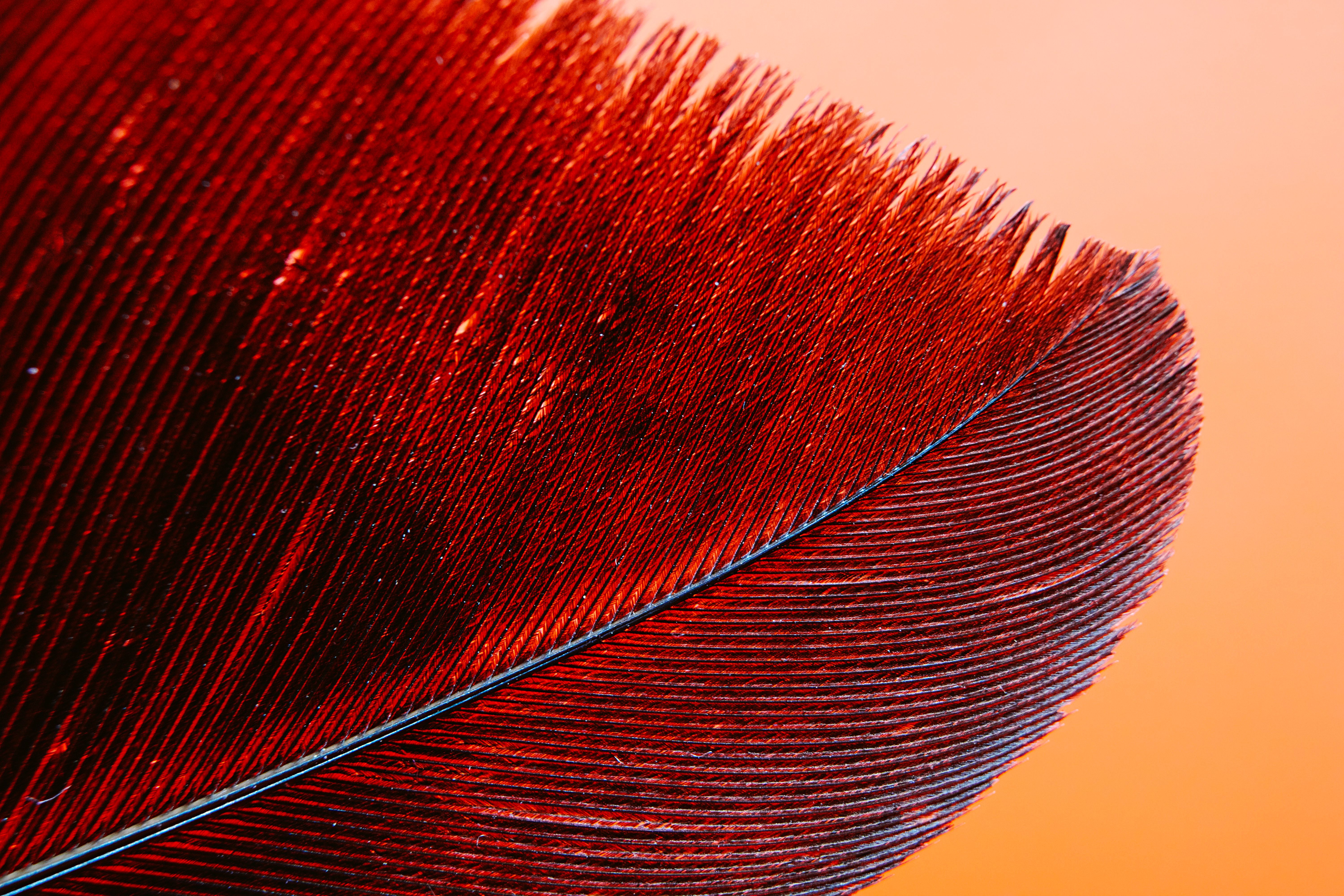 Red and Black Feather in Close Up Shot · Free Stock Photo