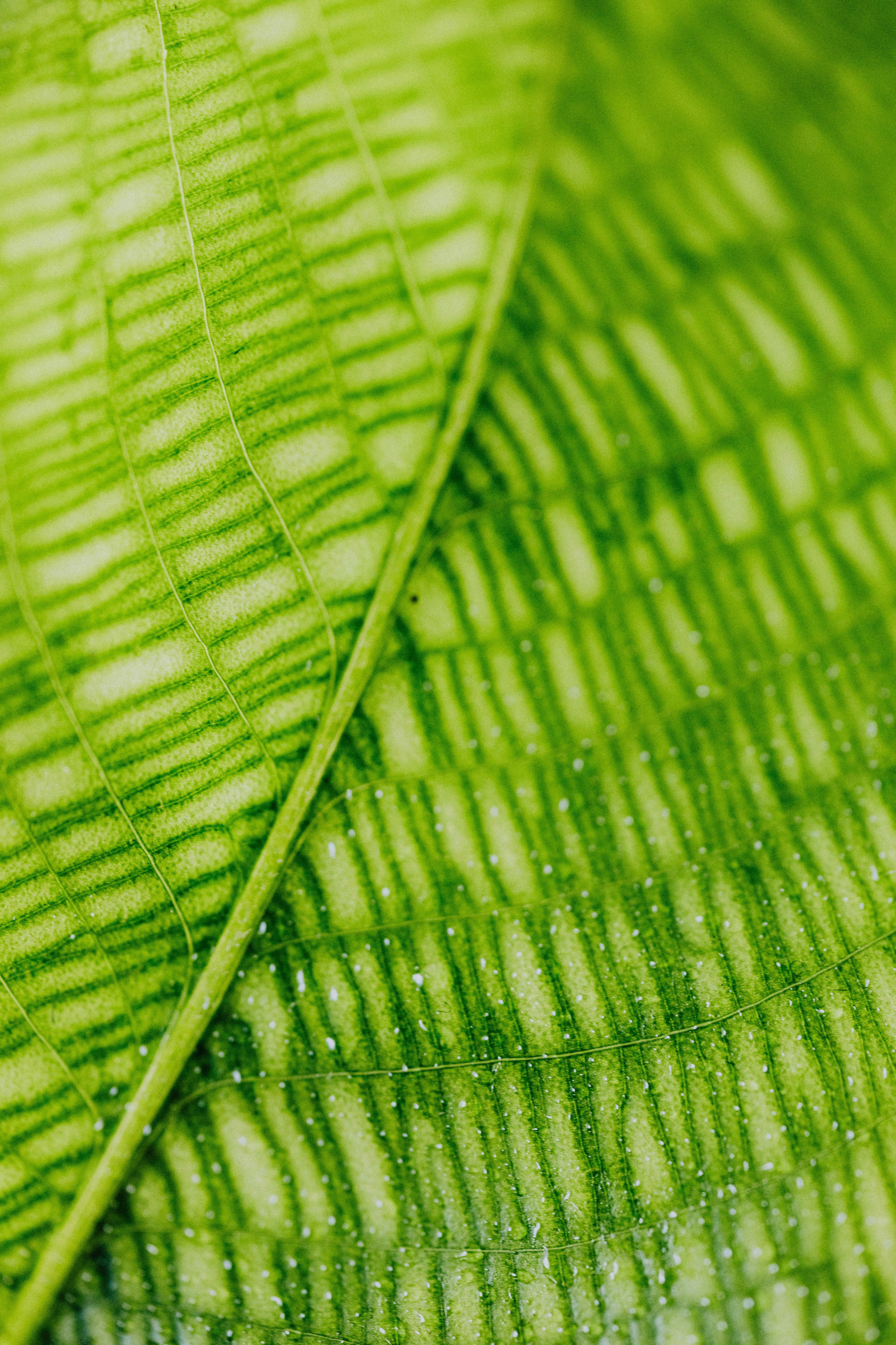 Macro Photography of Green Leaf · Free Stock Photo