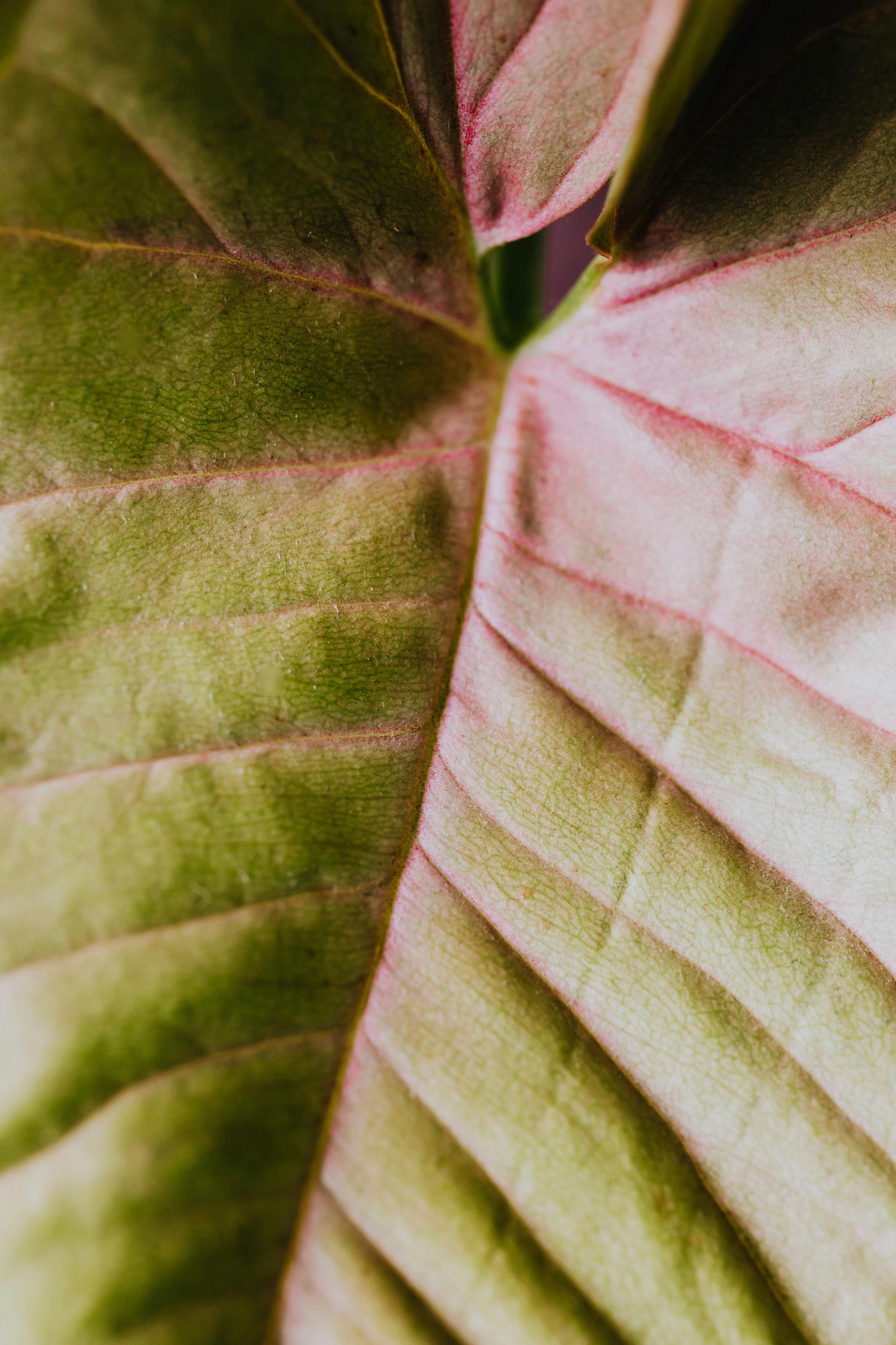 Macro Photography of a Leaf · Free Stock Photo