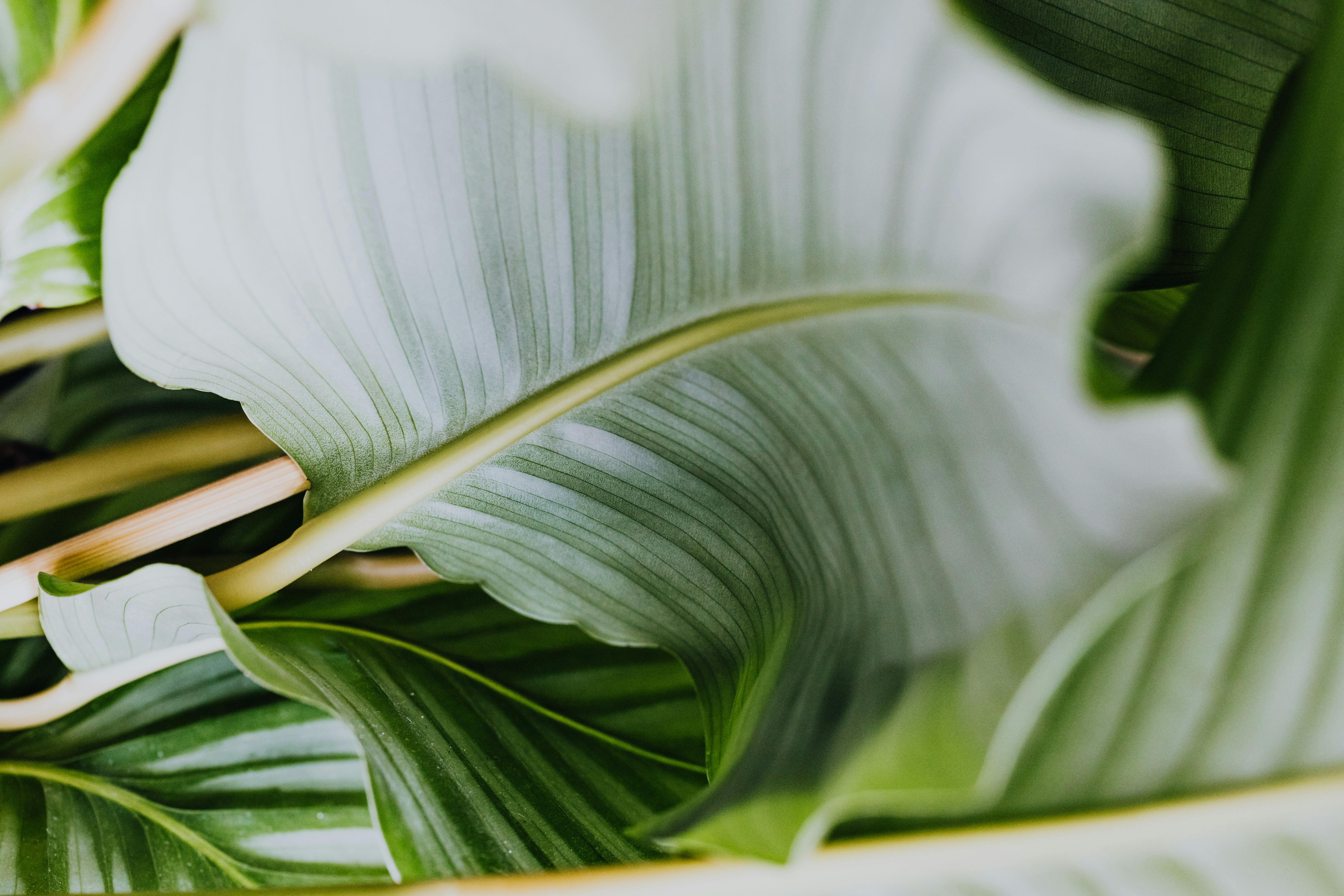 Close-up View of Tropical Leaves · Free Stock Photo