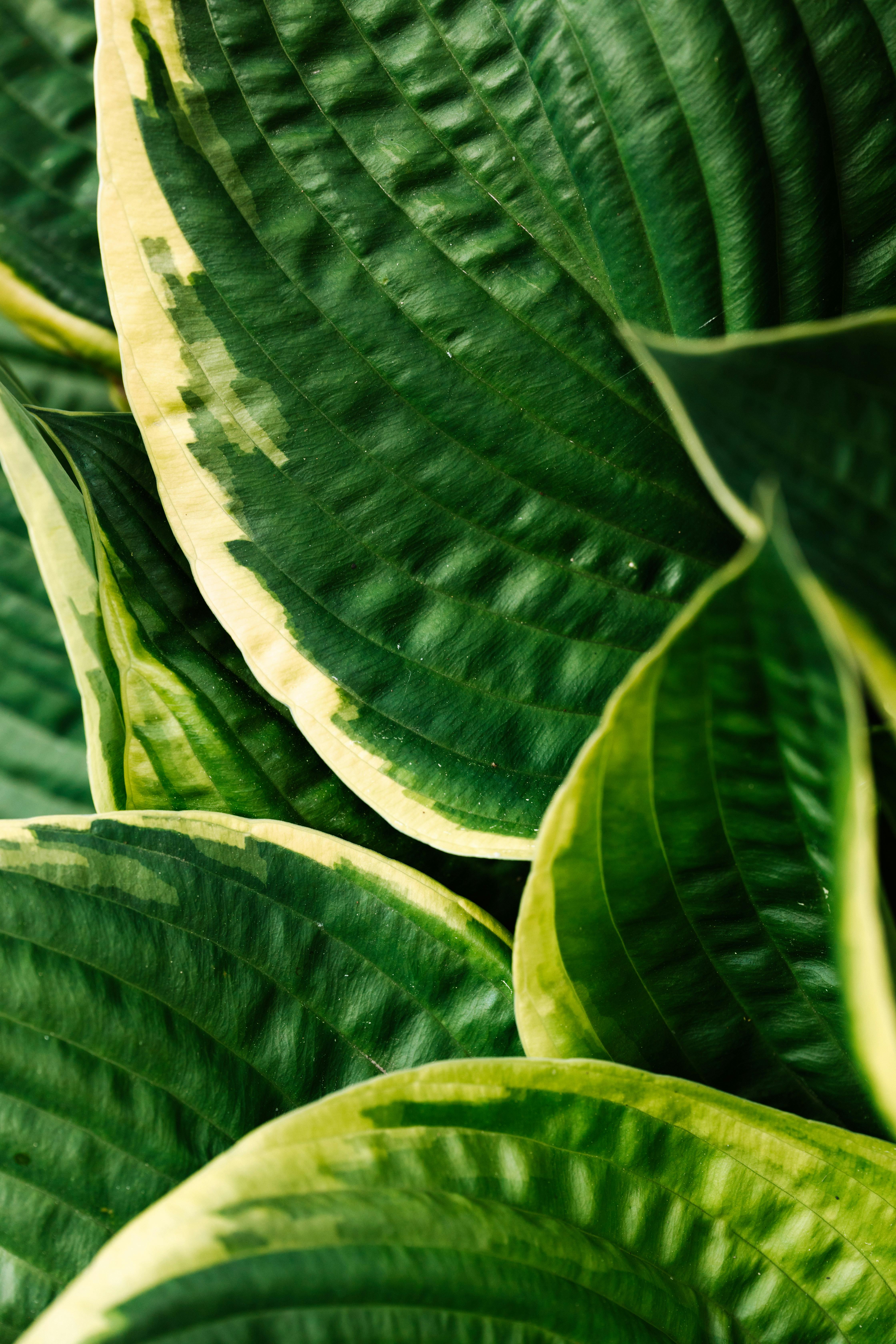Green Leaf Backgrounds · Pexels