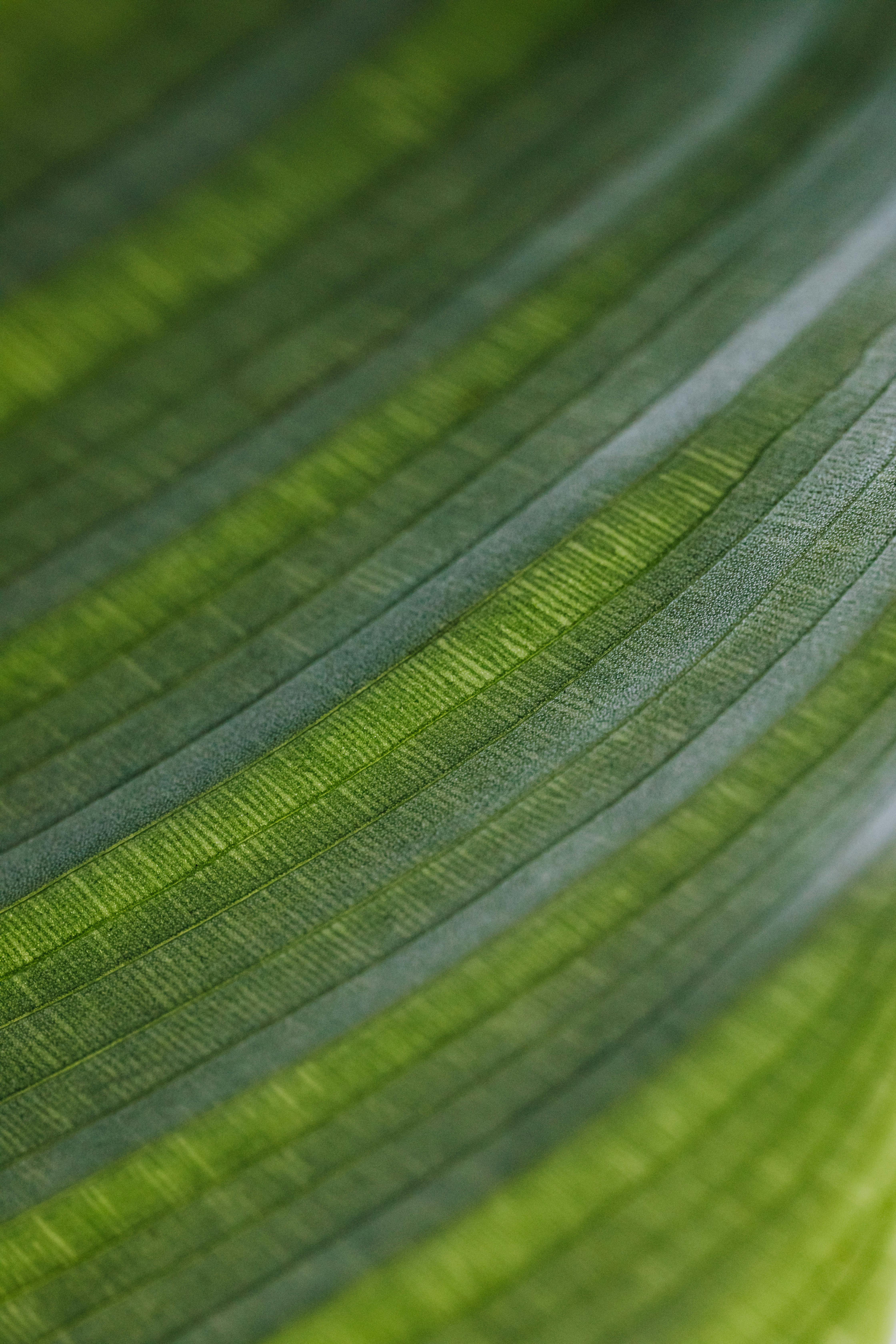 Ribbed Texture Photos, Download The BEST Free Ribbed Texture Stock ...