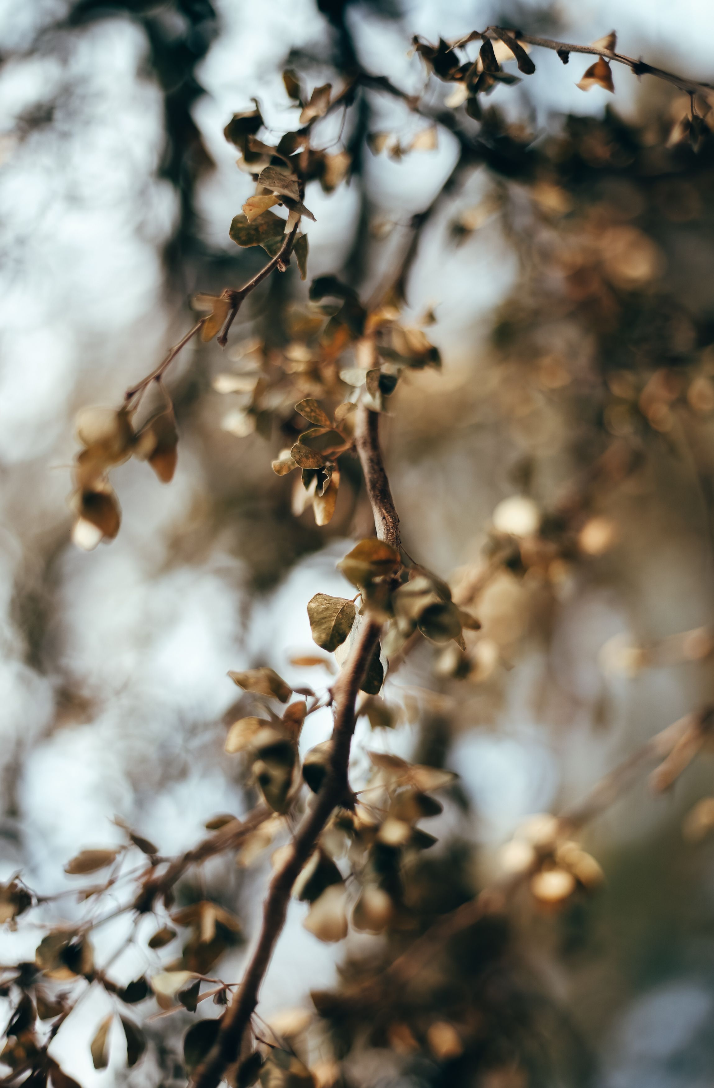 Brown Leaves on Brown Tree Branch · Free Stock Photo