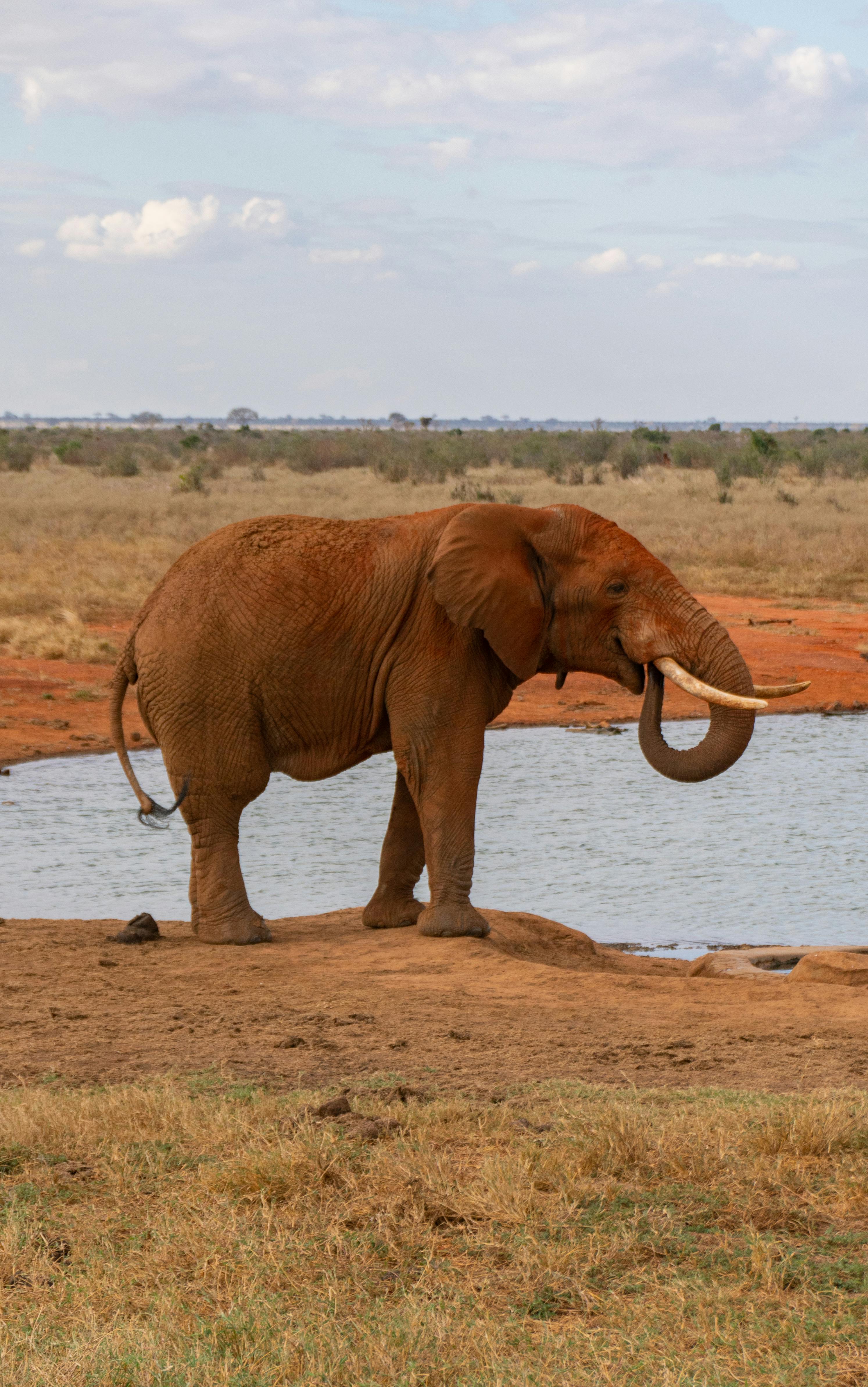Elephant Water Photos, Download The BEST Free Elephant Water Stock ...