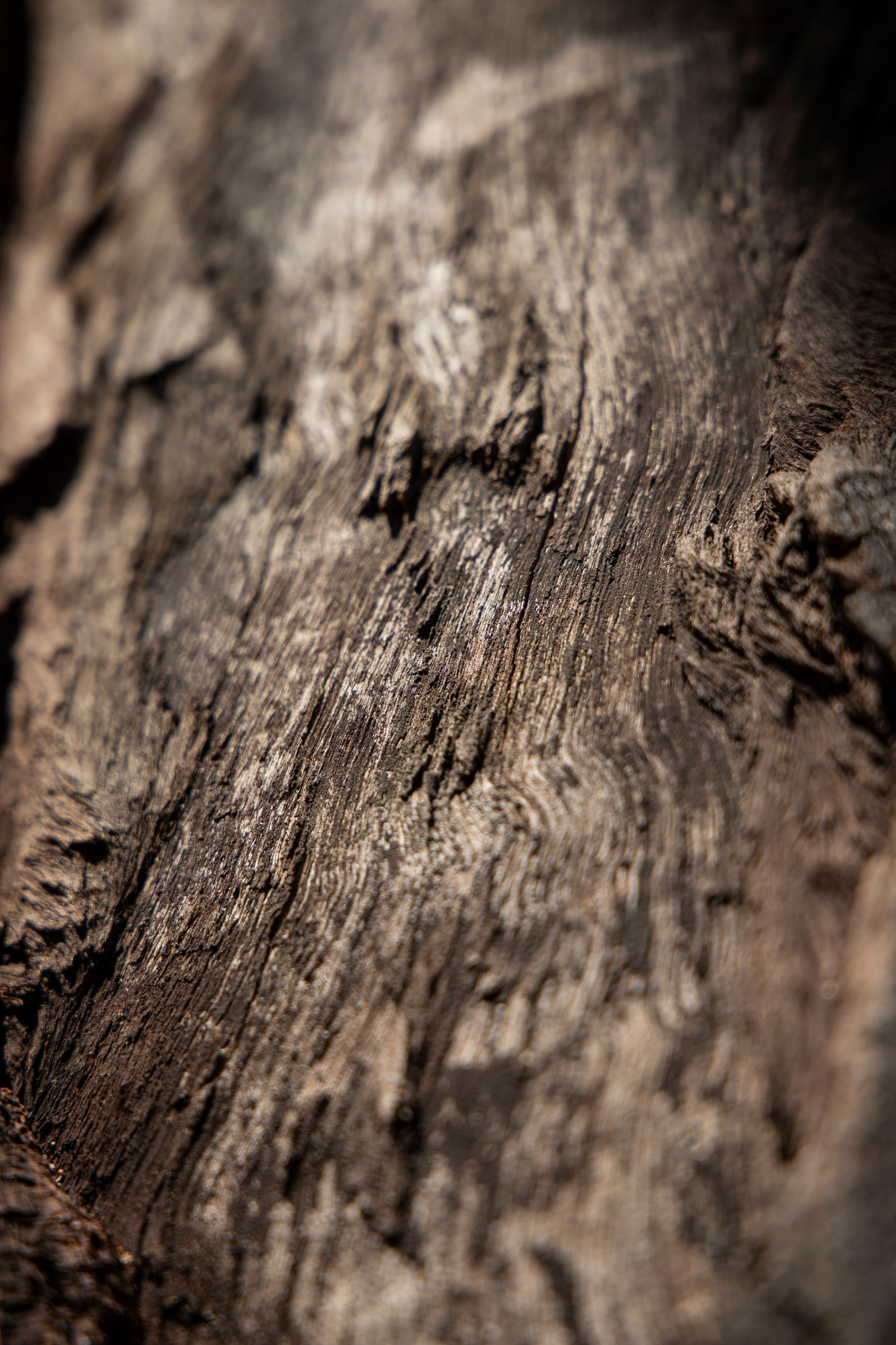 Brown Wood Log in Close Up Shot · Free Stock Photo