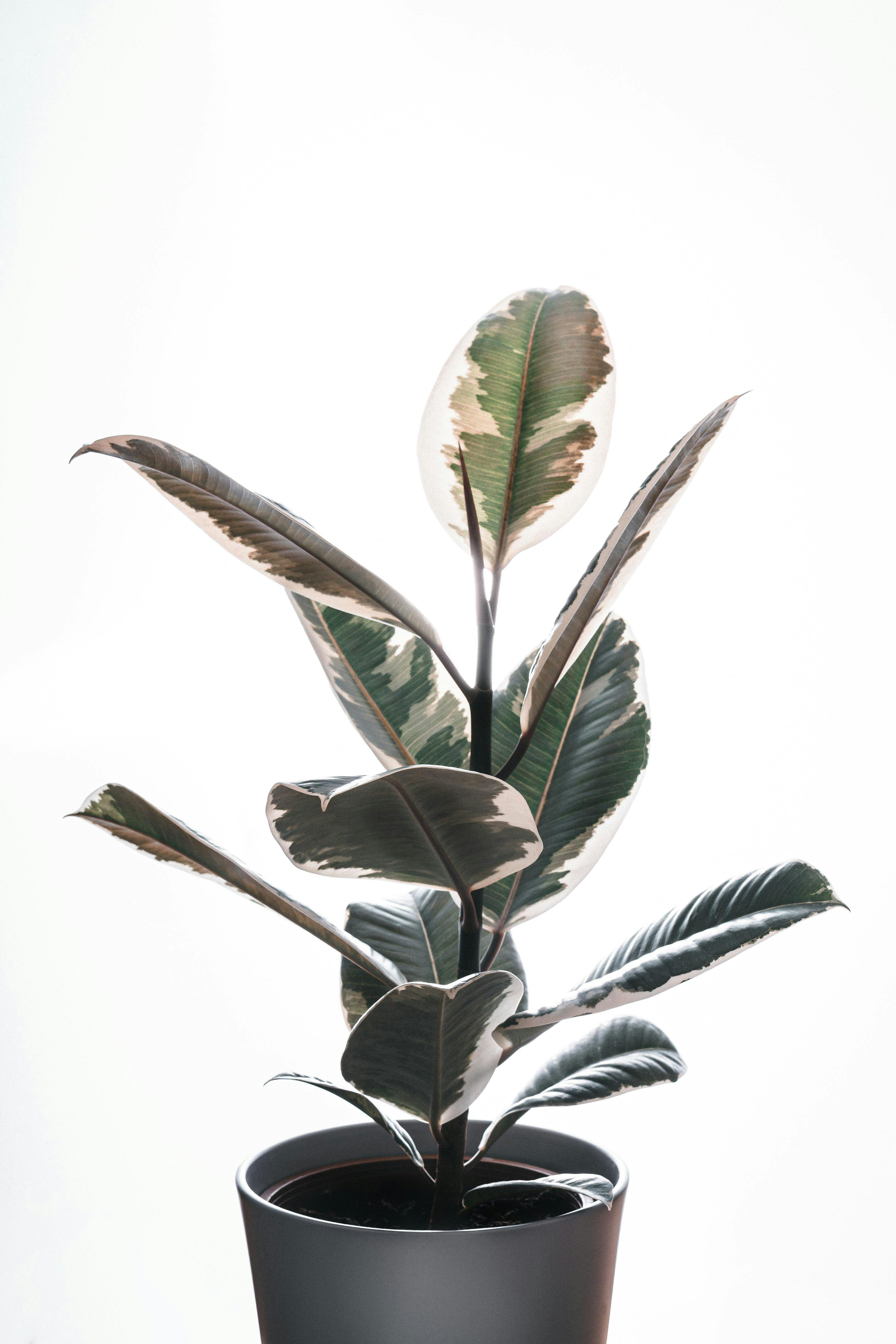 Pot Punk Wallpaper Photos, Download The BEST Free Pot Punk Wallpaper ...