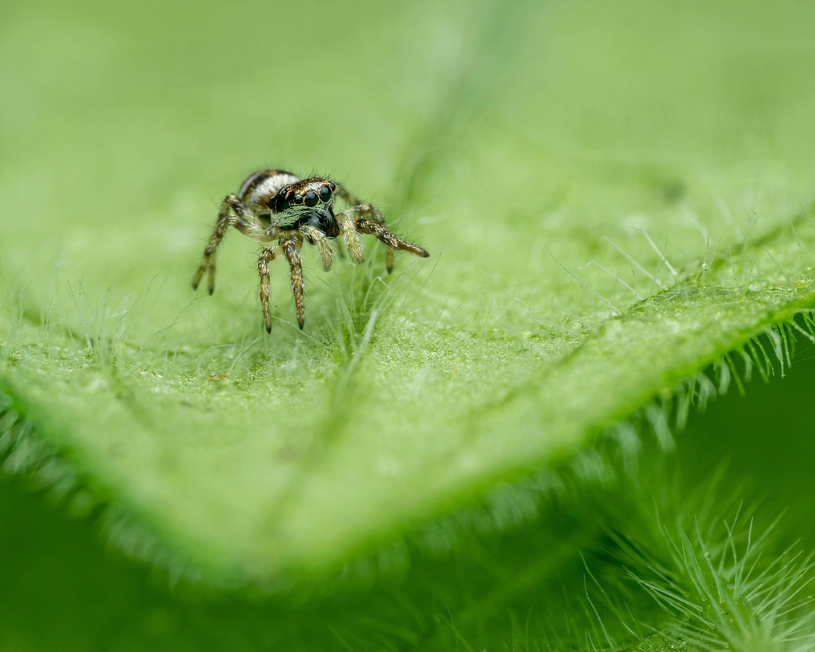 Insect with red compound eyes · Free Stock Photo