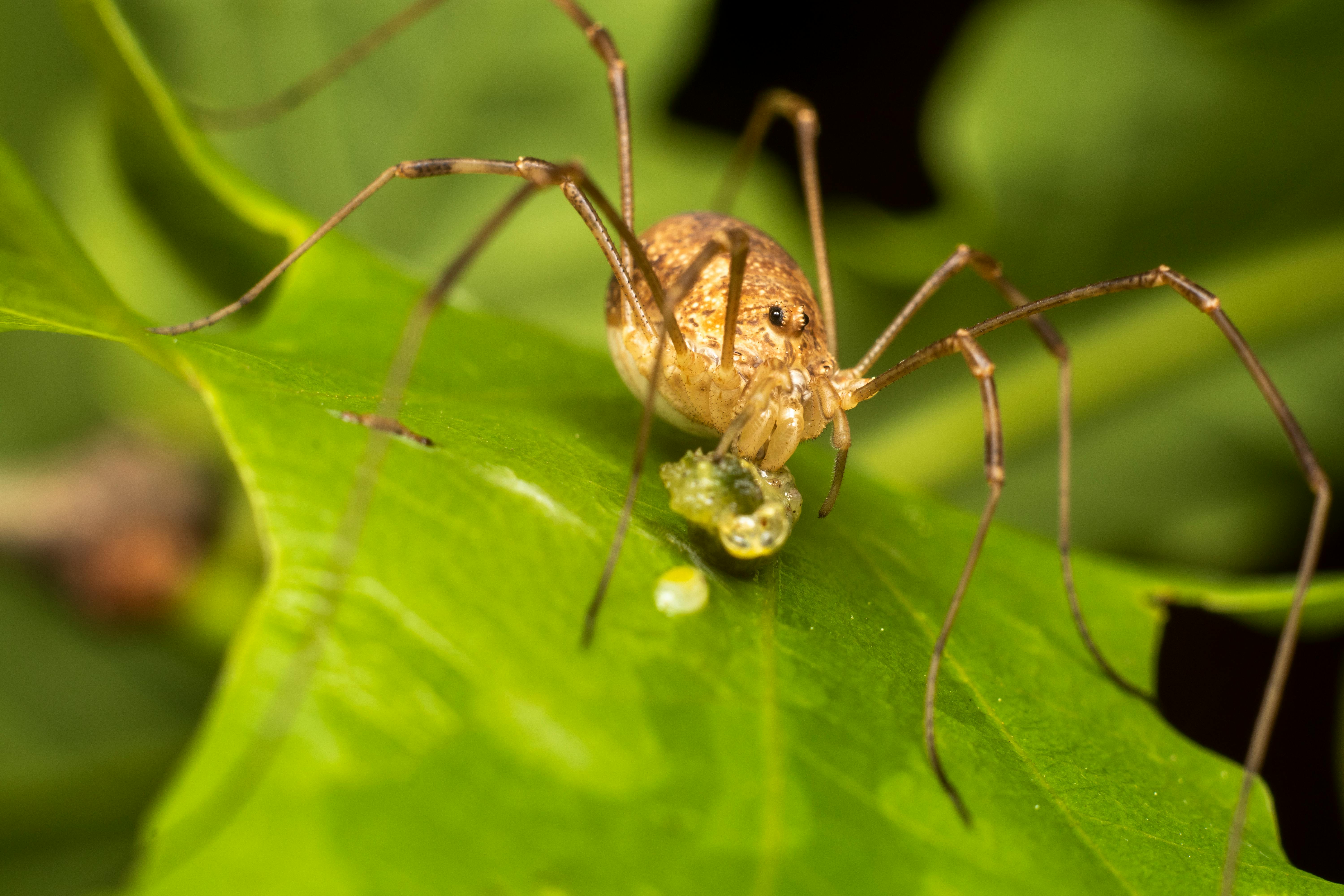 Wild forest insect with long legs eating on leaf · Free Stock Photo