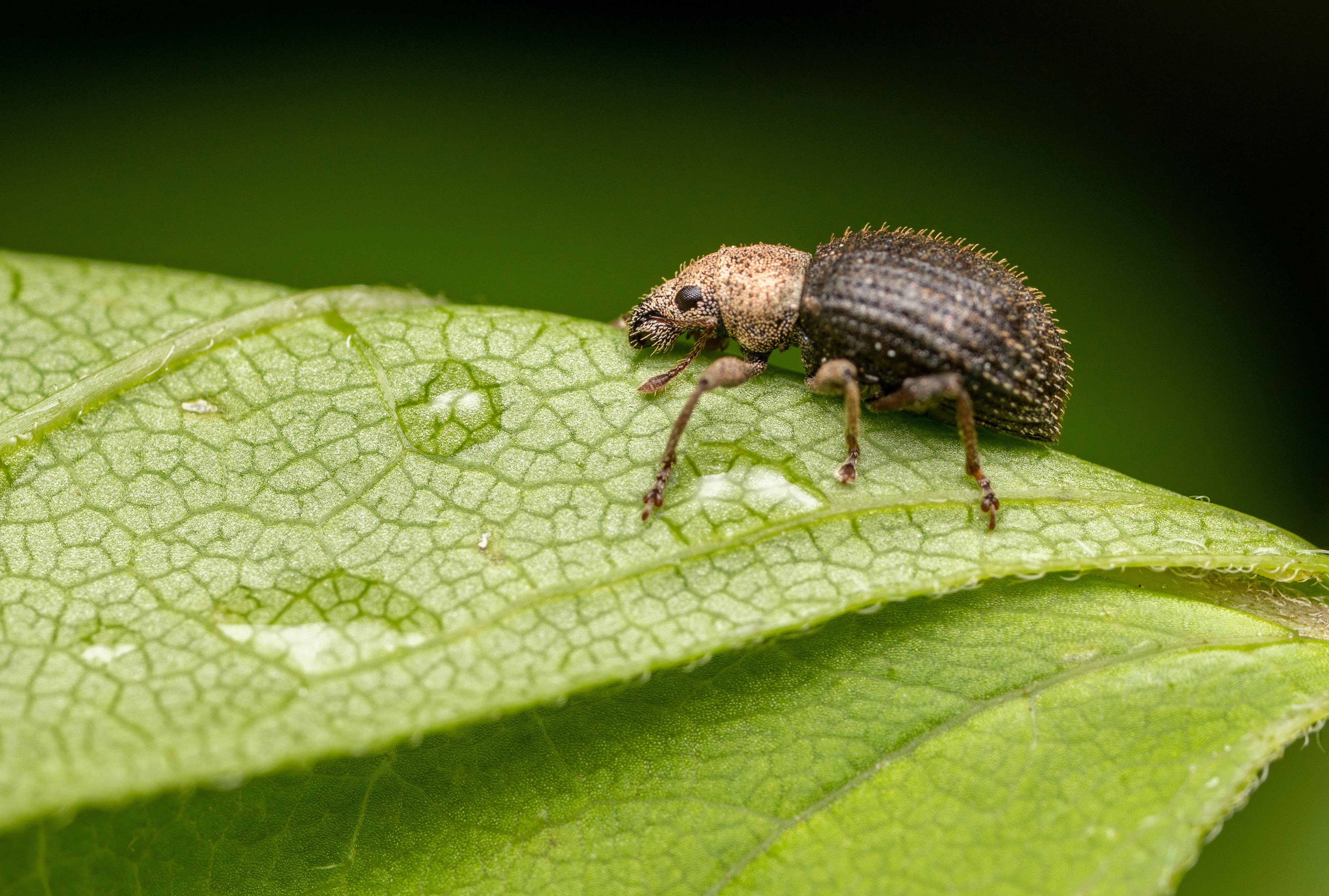 Curculionidae Sciaphilus asperatus on leaf in forest · Free Stock Photo