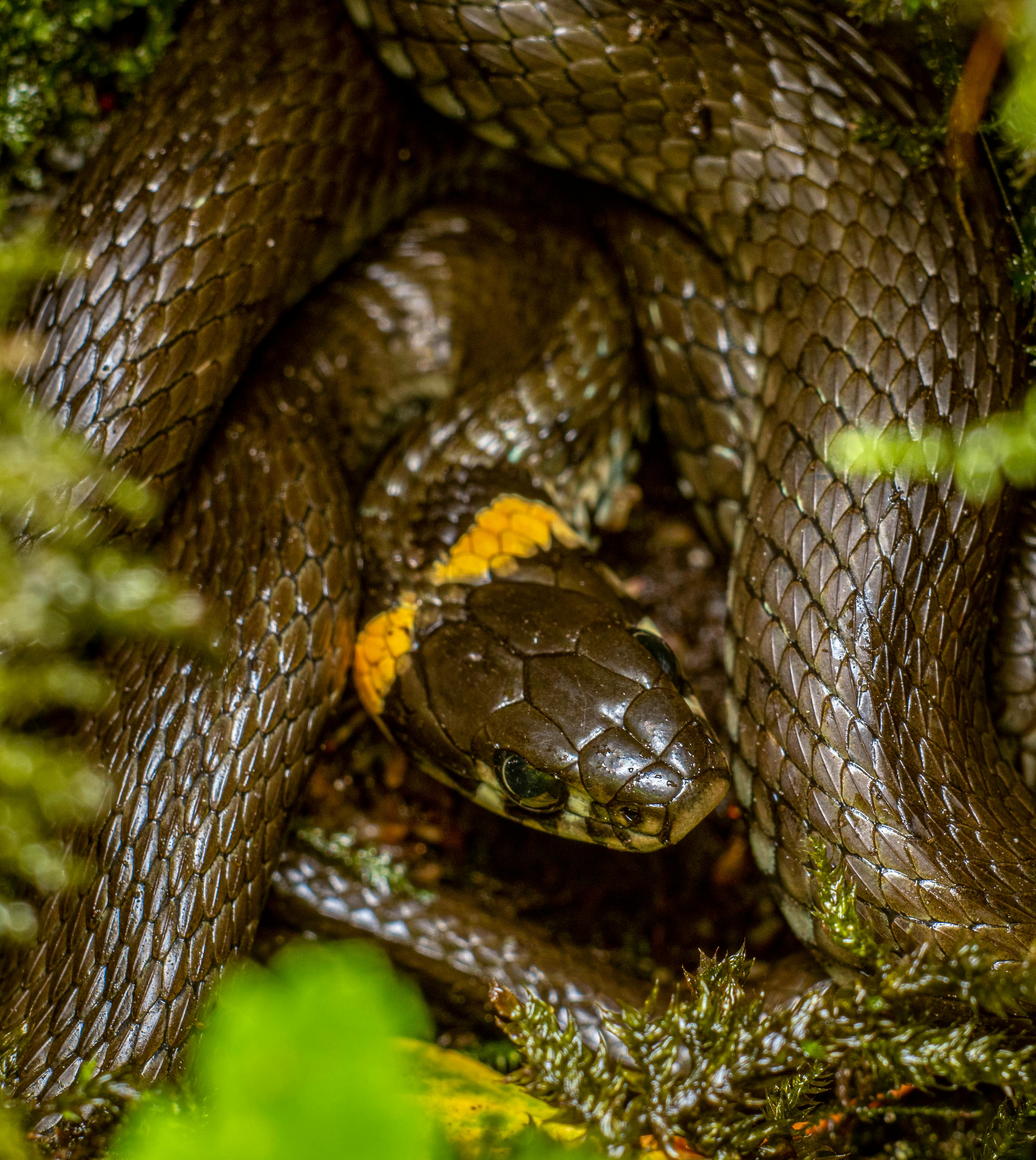 Grass snake resting on ground under leaves · Free Stock Photo