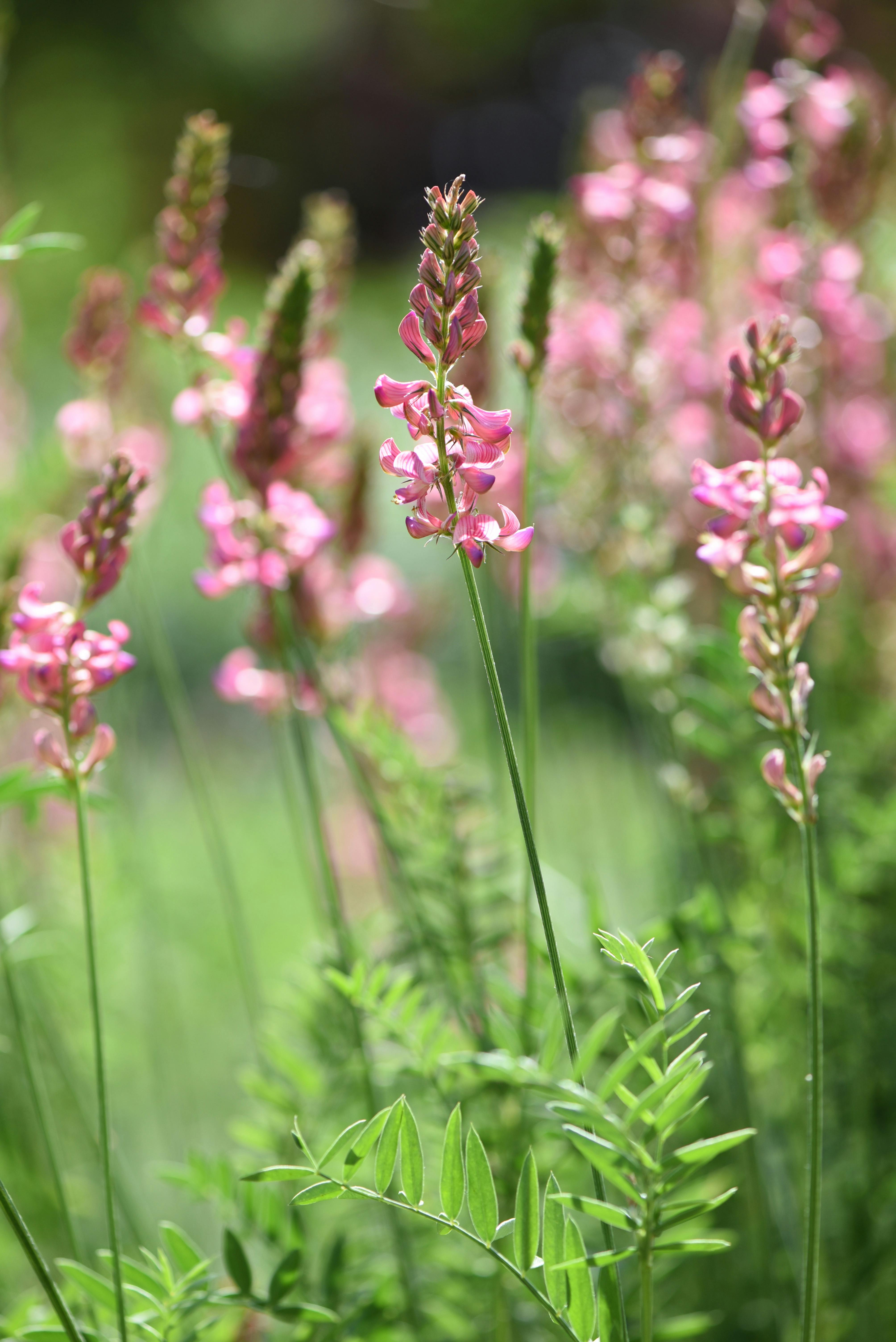 Scratch Leaf Photos, Download The BEST Free Scratch Leaf Stock Photos ...