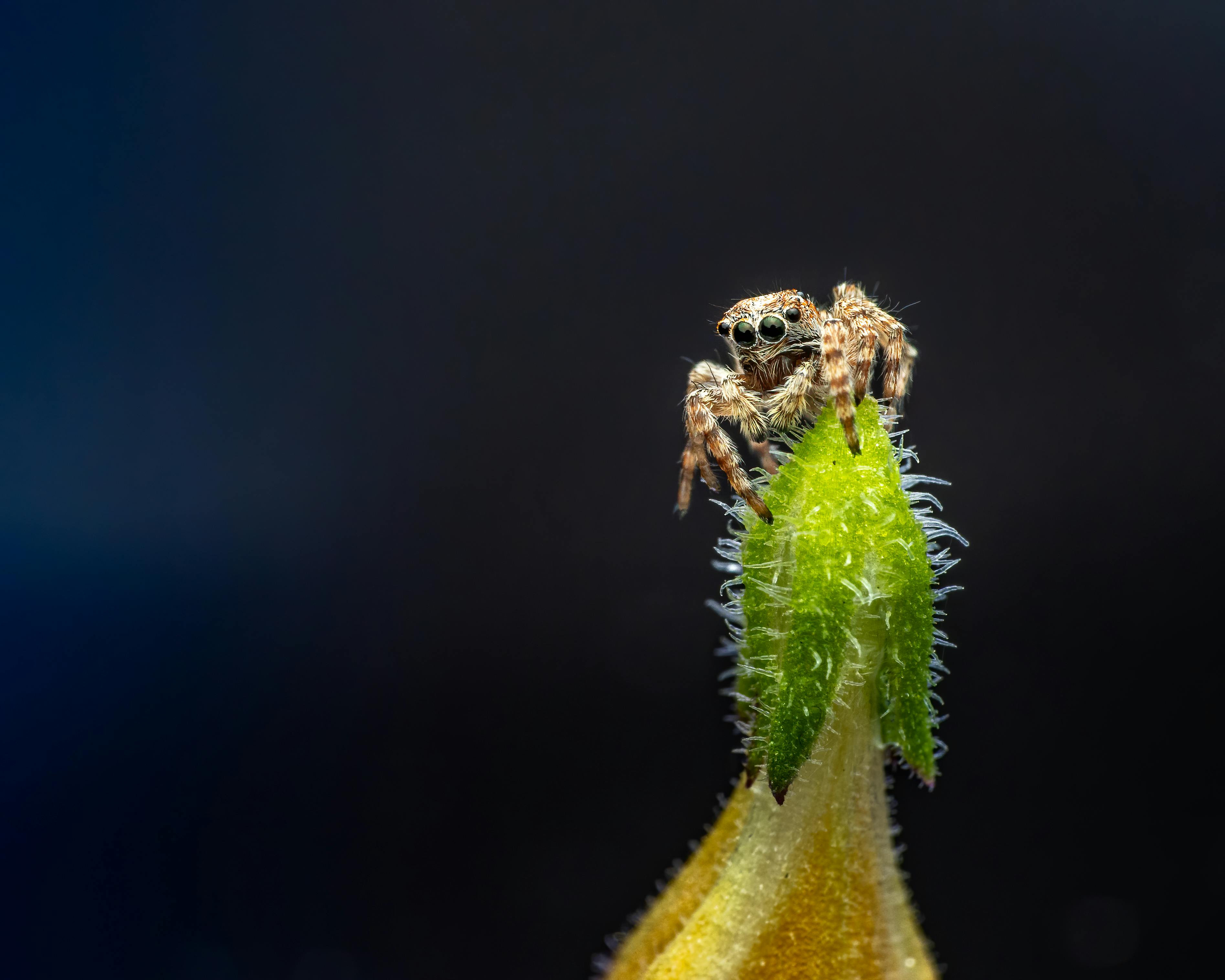 Thorn Forest Photos, Download The BEST Free Thorn Forest Stock Photos ...