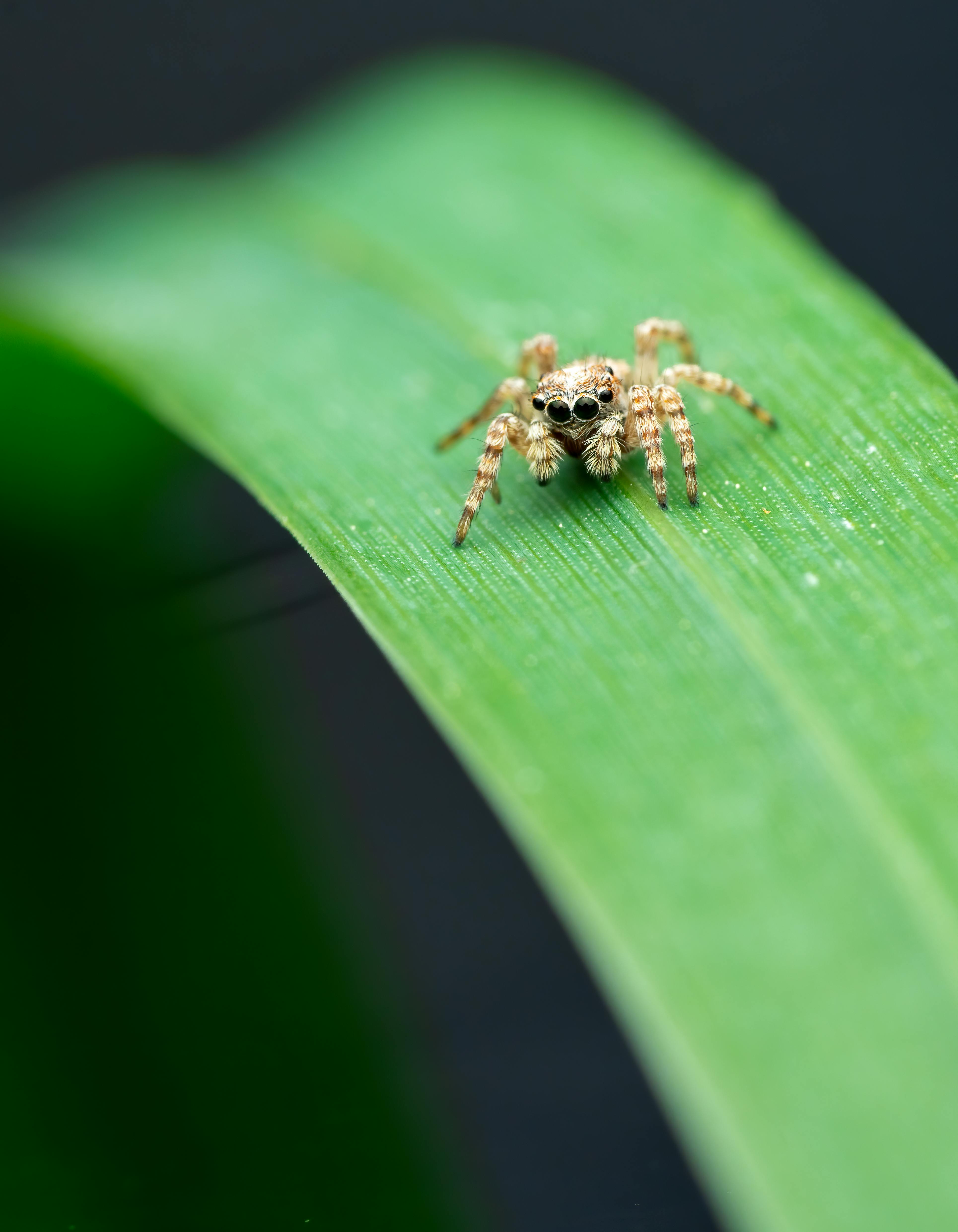 Small spider on green plant · Free Stock Photo