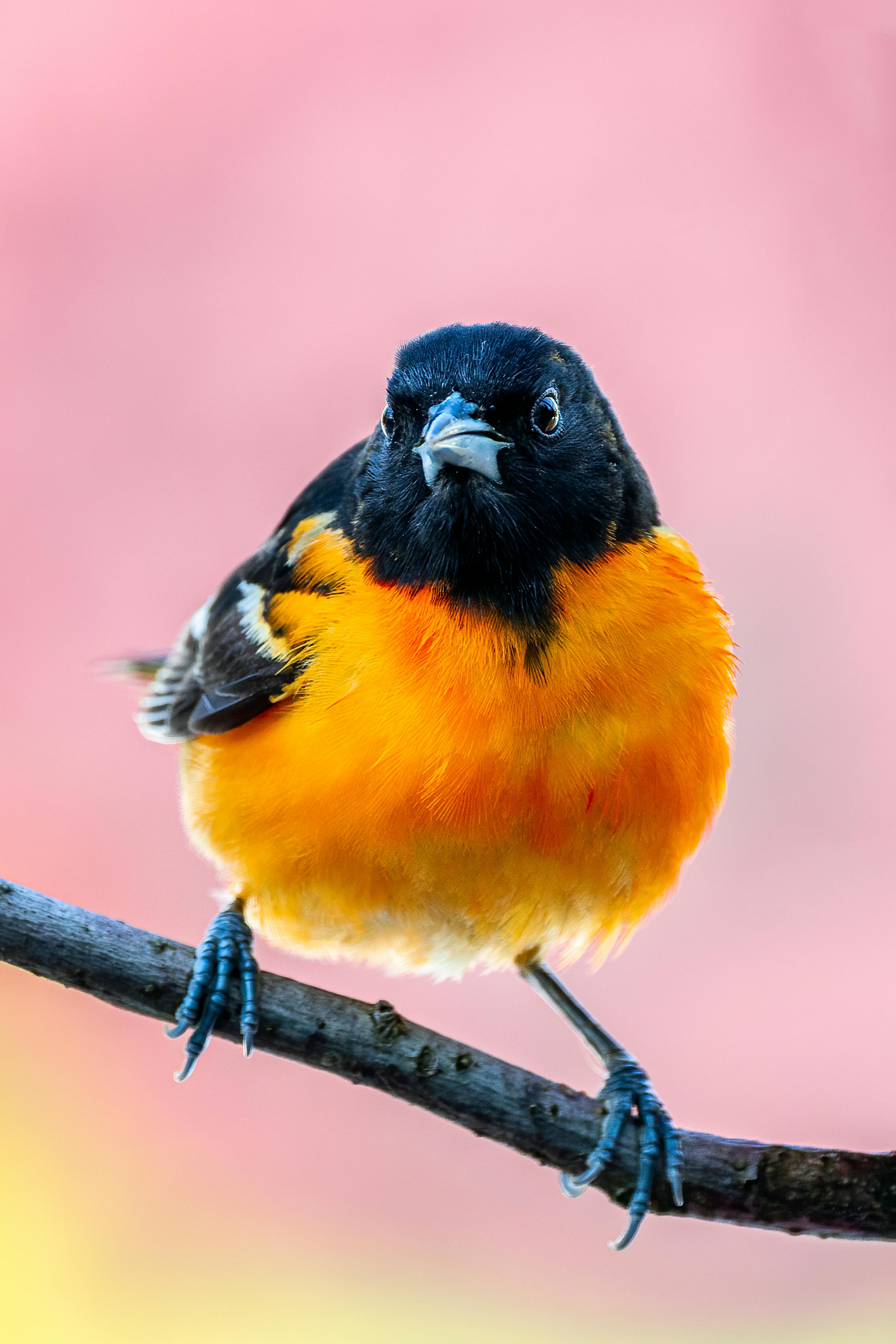 Closeup of bright bird in woods · Free Stock Photo
