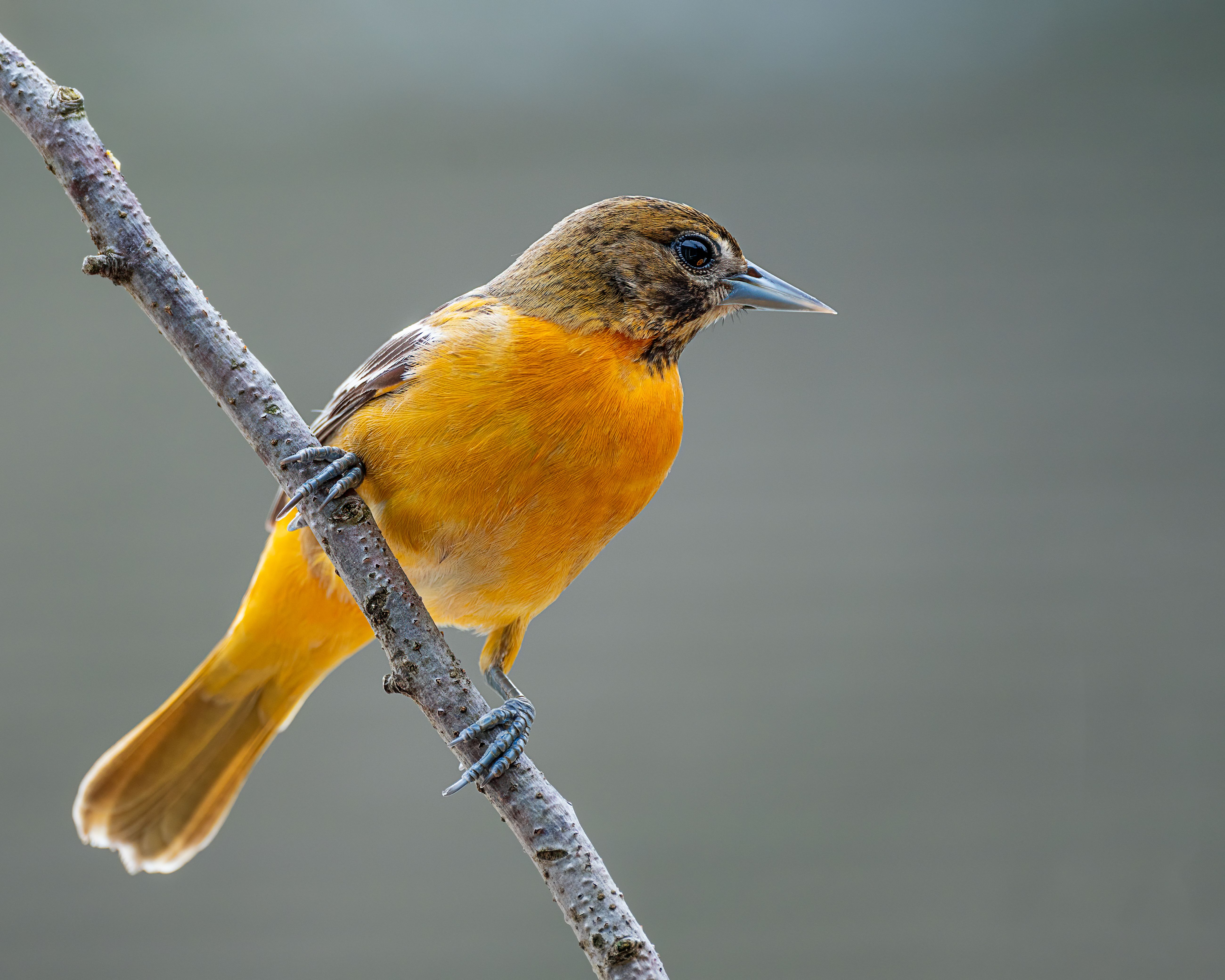 Little bird with yellow chest · Free Stock Photo