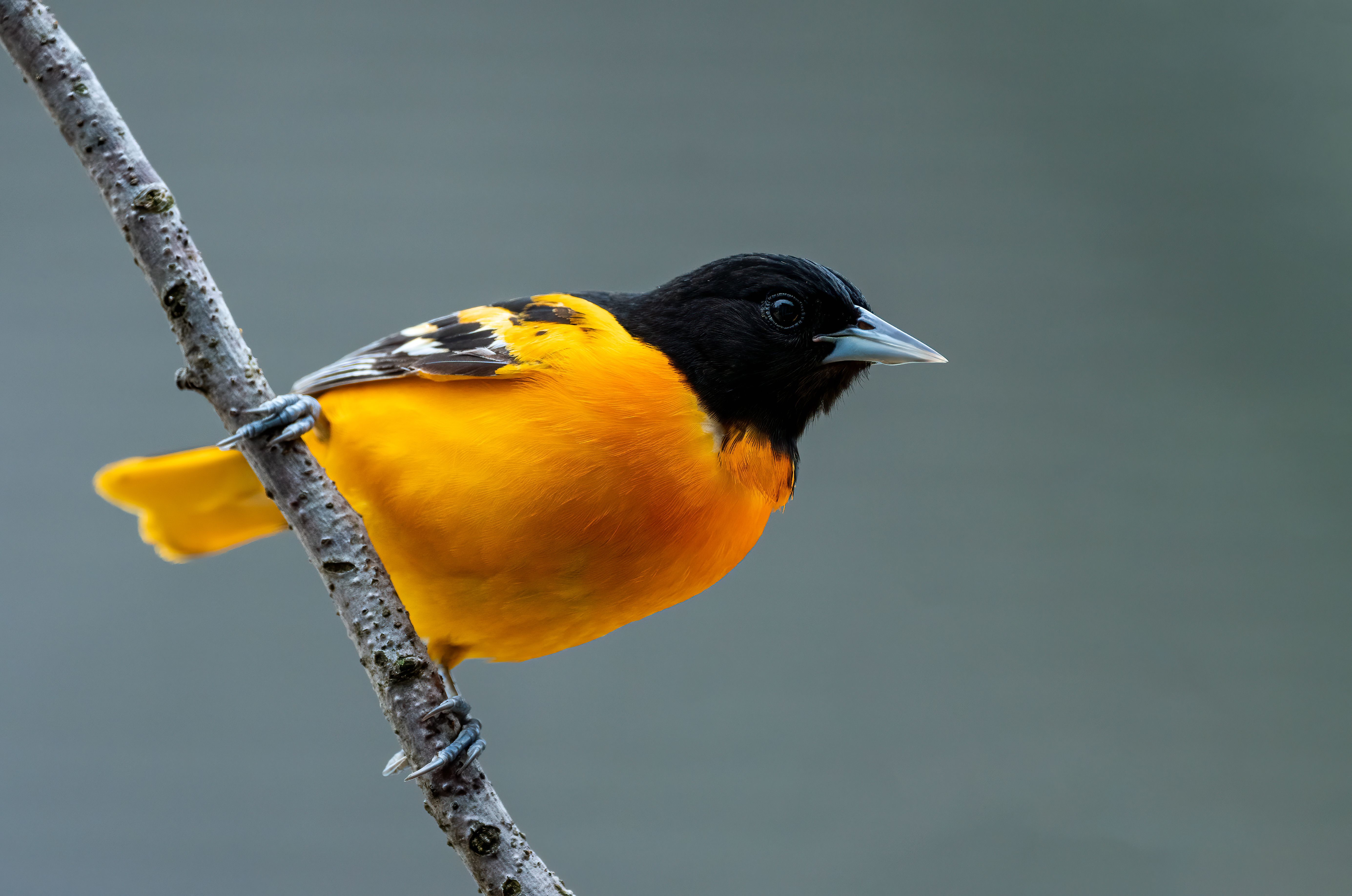 Baltimore Oriole Bird Photos, Download Free Baltimore Oriole Bird Stock ...