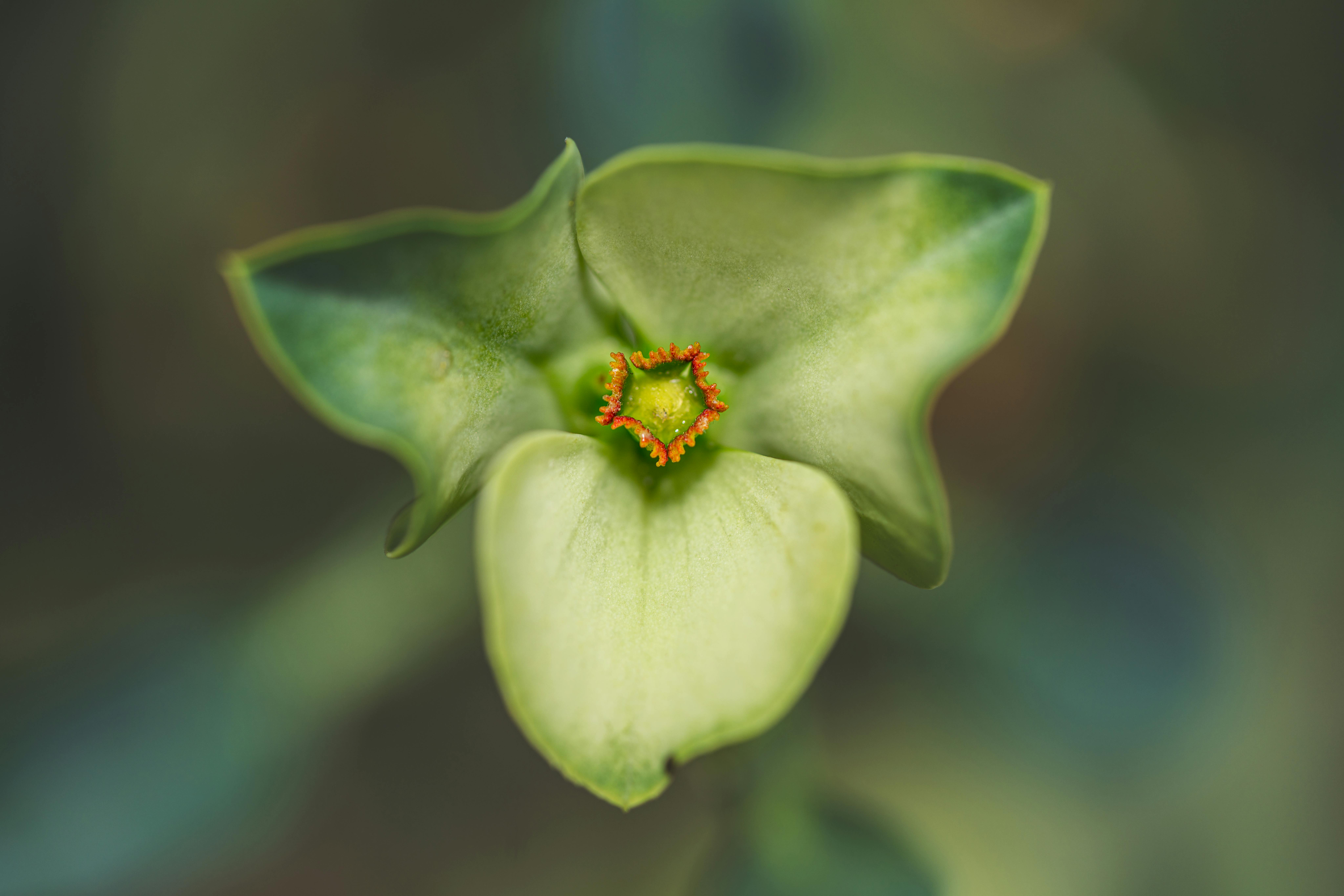 Green Leaf · Free Stock Photo