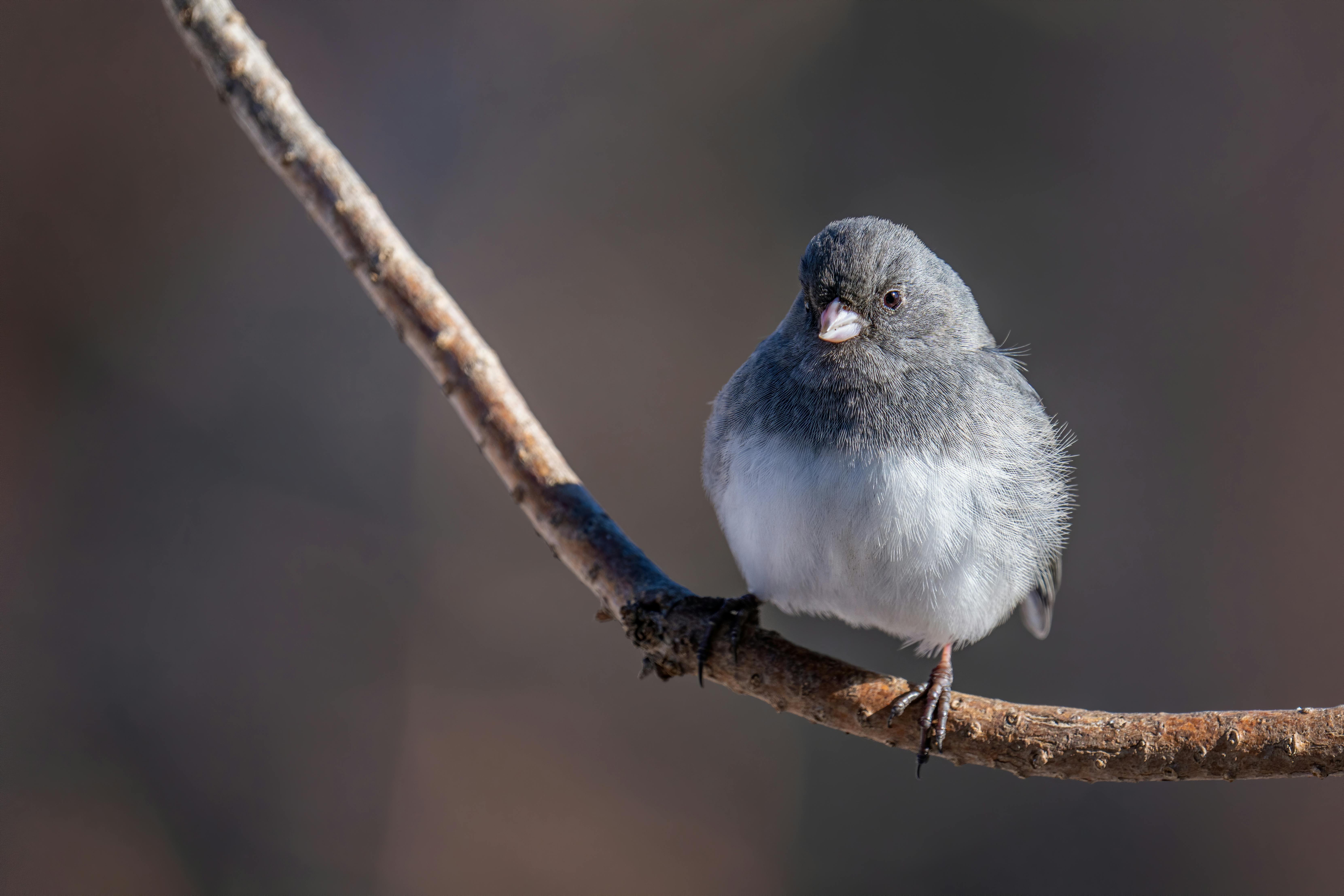 Small gray bird in nature · Free Stock Photo