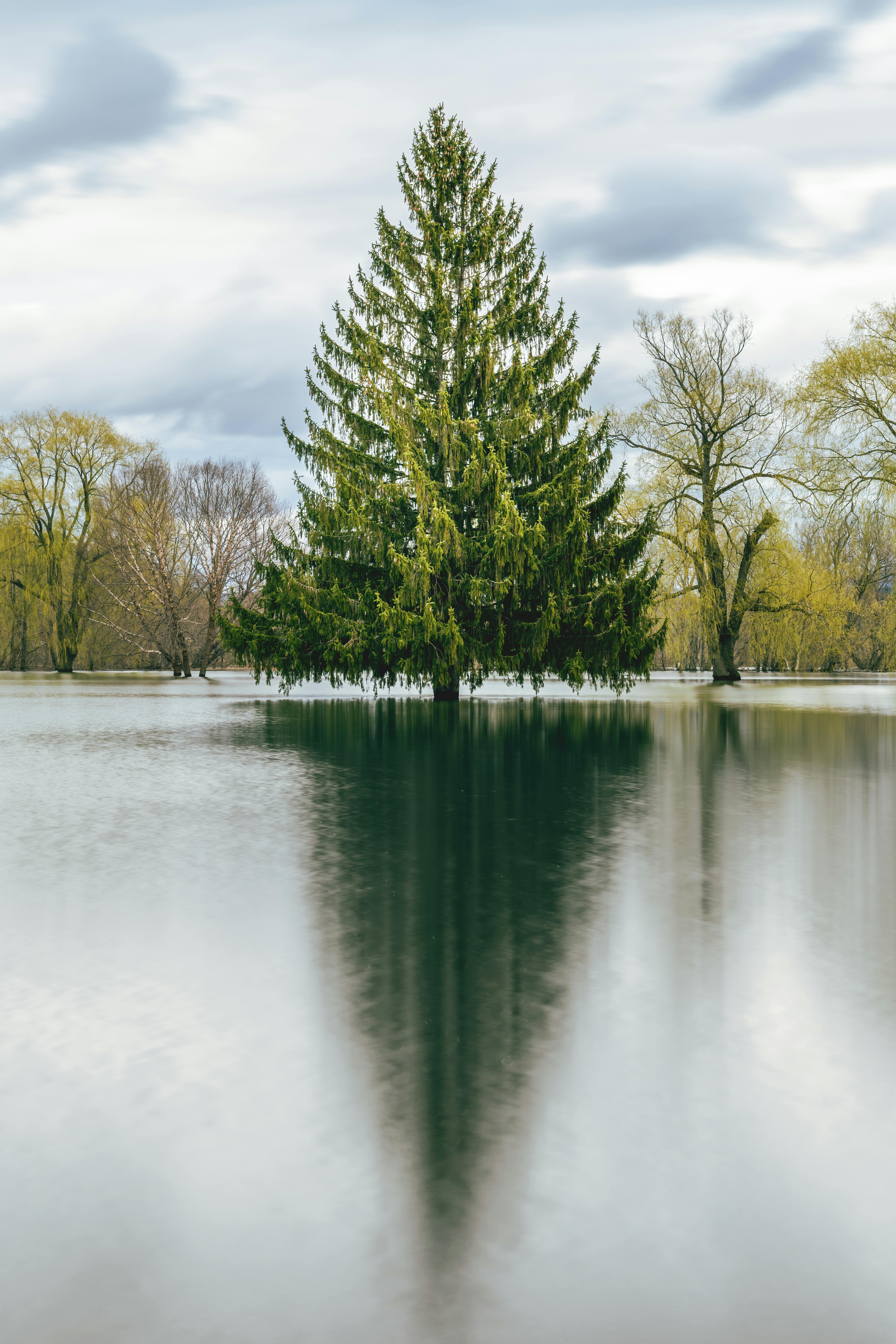 Evergreen tree reflecting in river under sky · Free Stock Photo