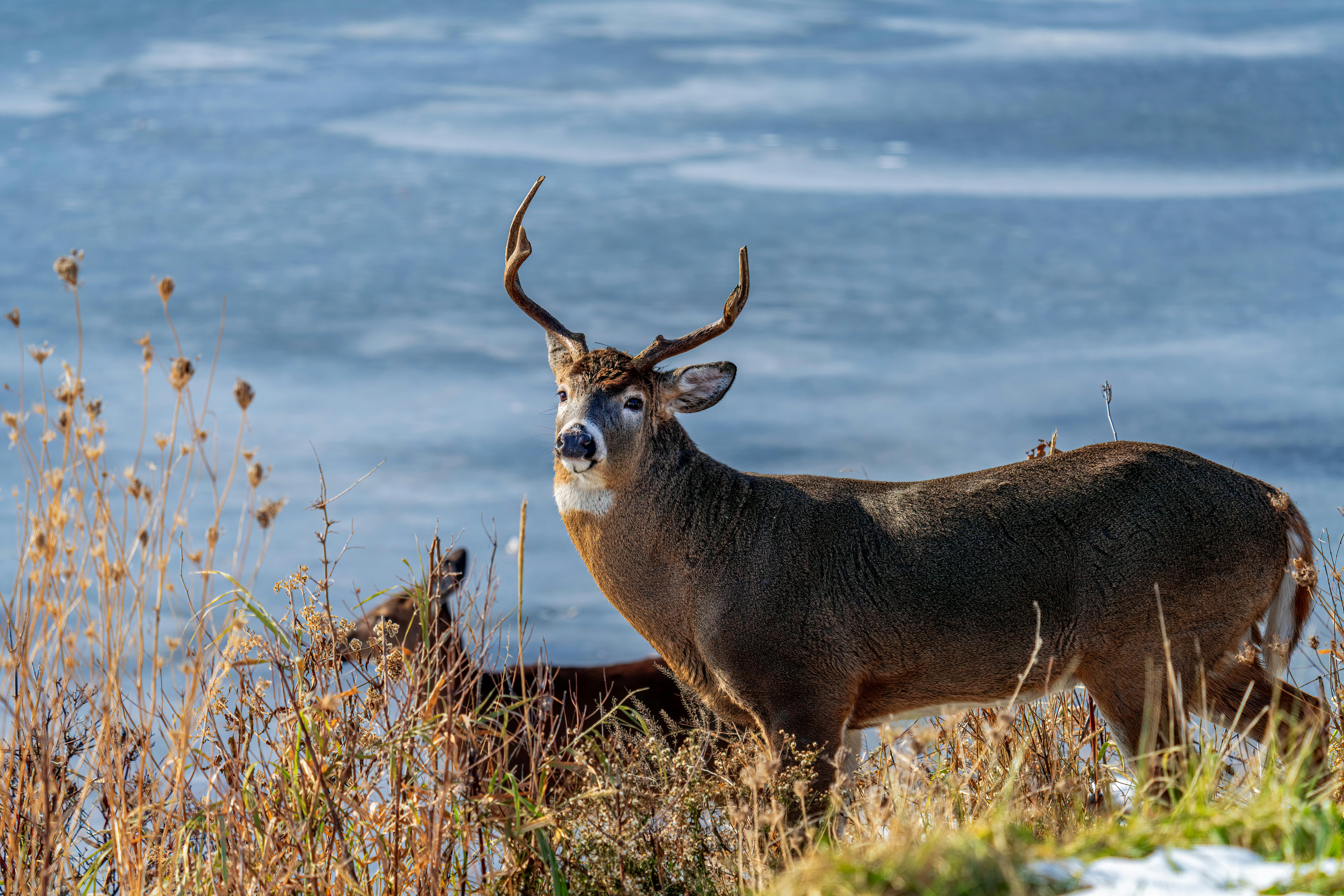 White tailed deer near lake and faded grass · Free Stock Photo