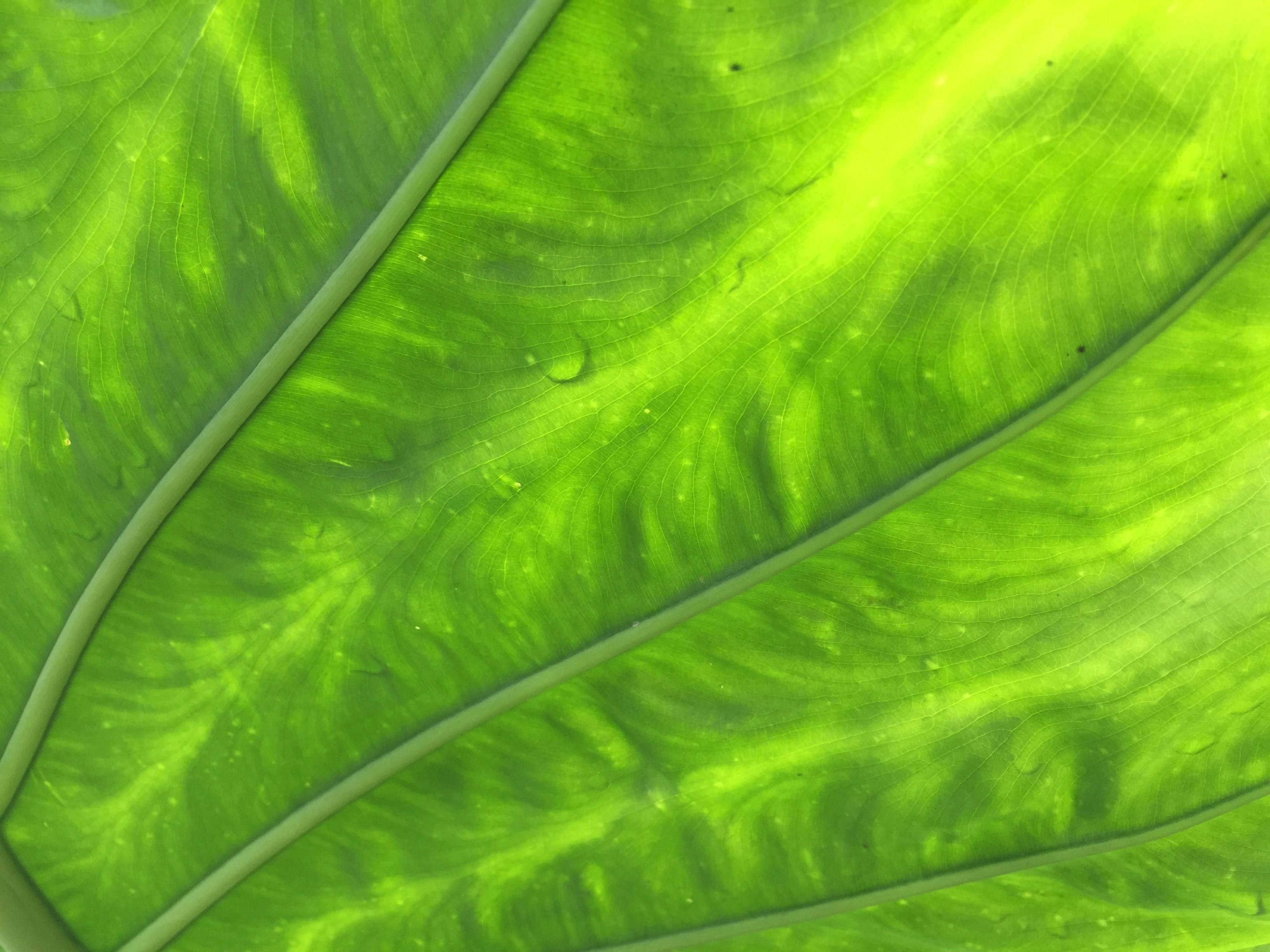 Ronald Smith - Fotografía